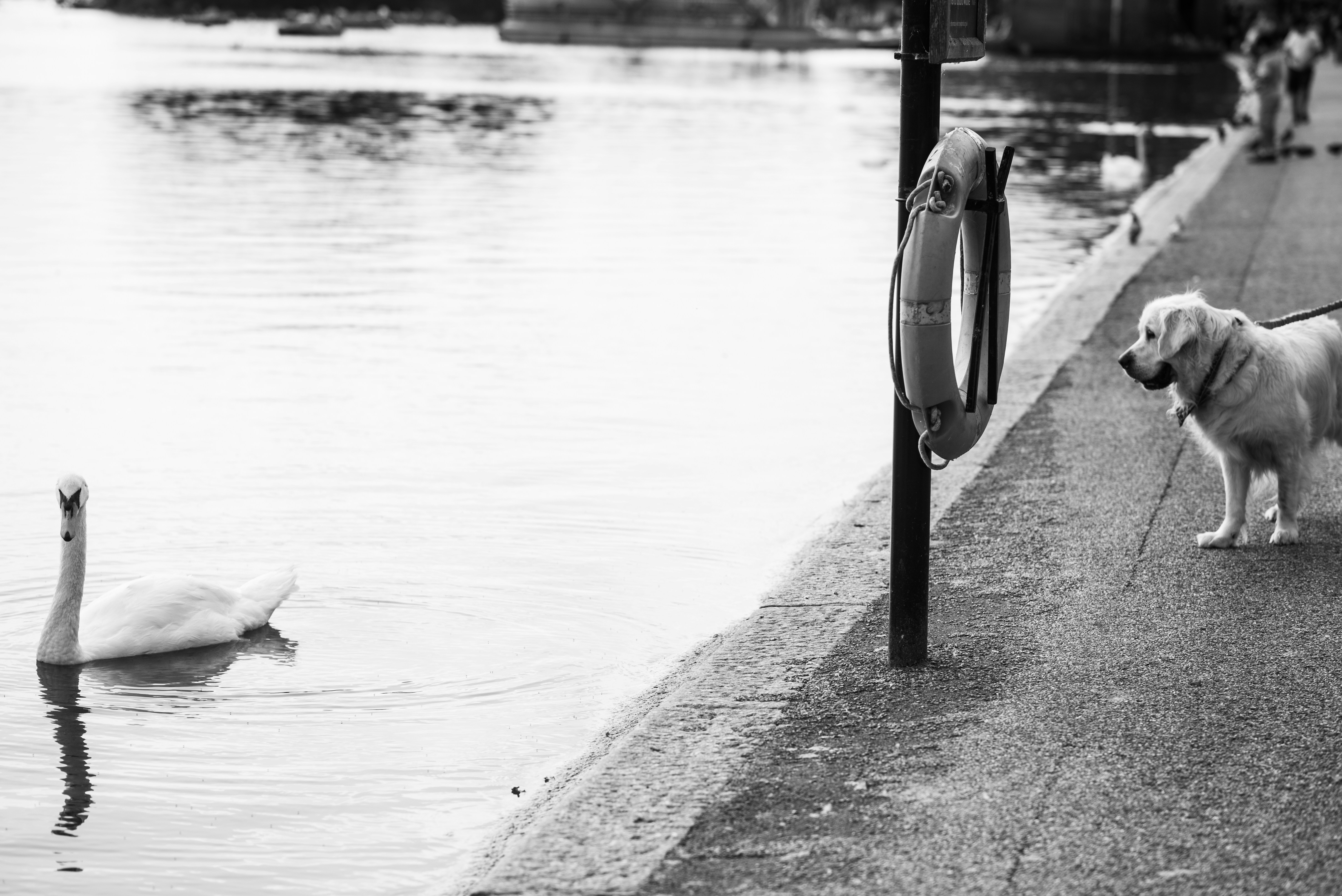 Dockside Gaze: A Curious Dog Watches a Swan at the Water's Edge