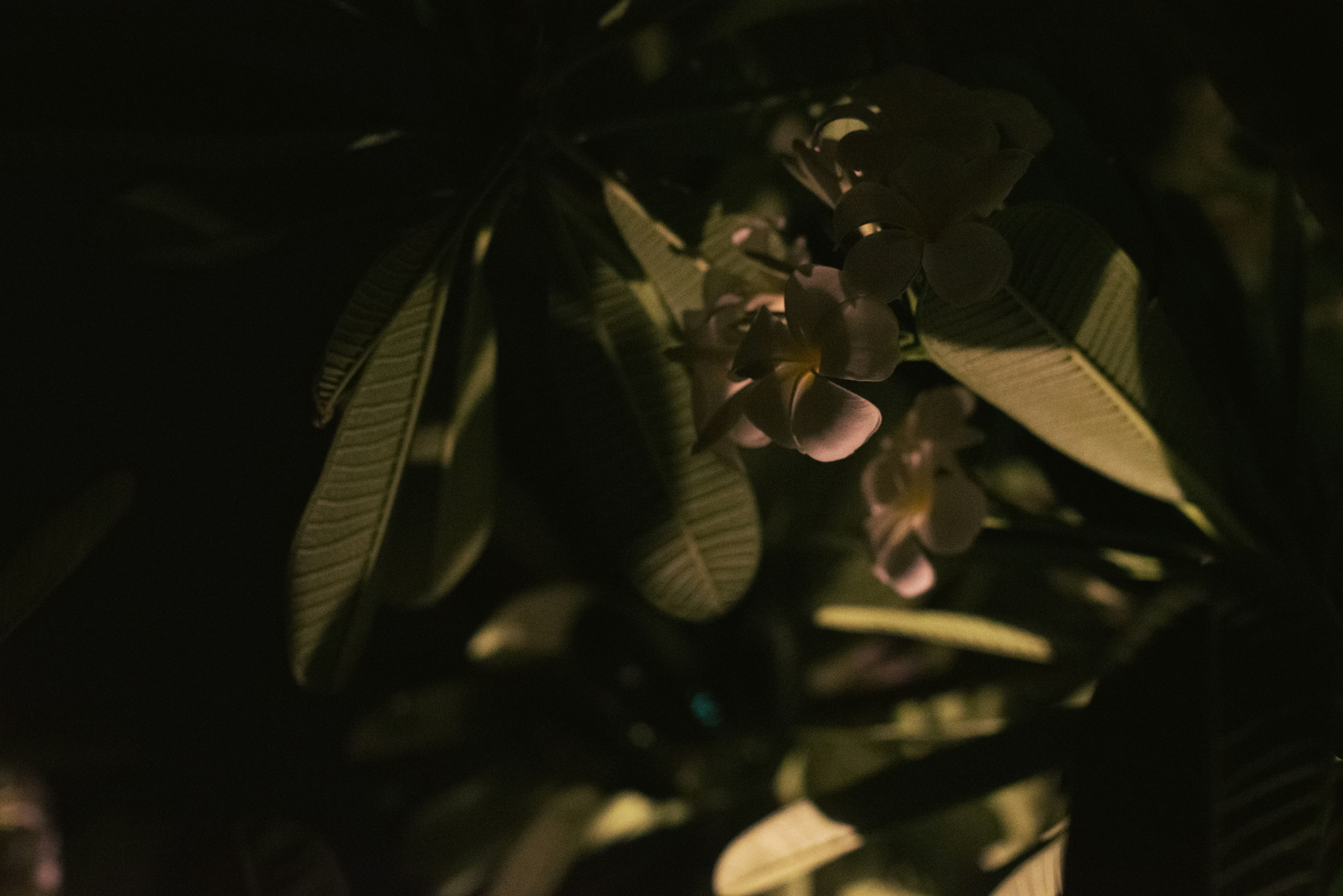Softly illuminated flowers nestled among dark leaves in low light.