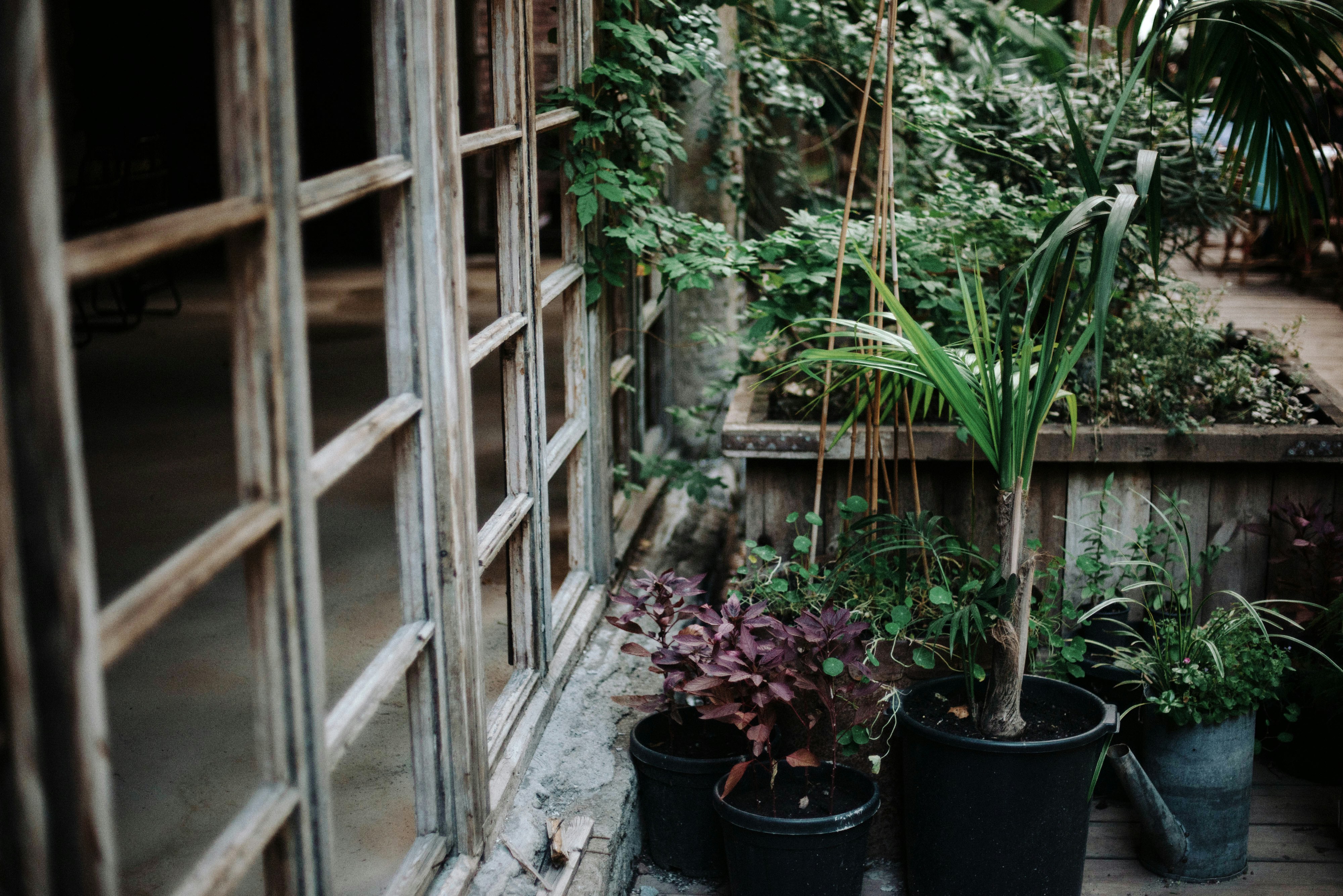 Wooden windows overlook lush greenery and plants. photo – Free ...