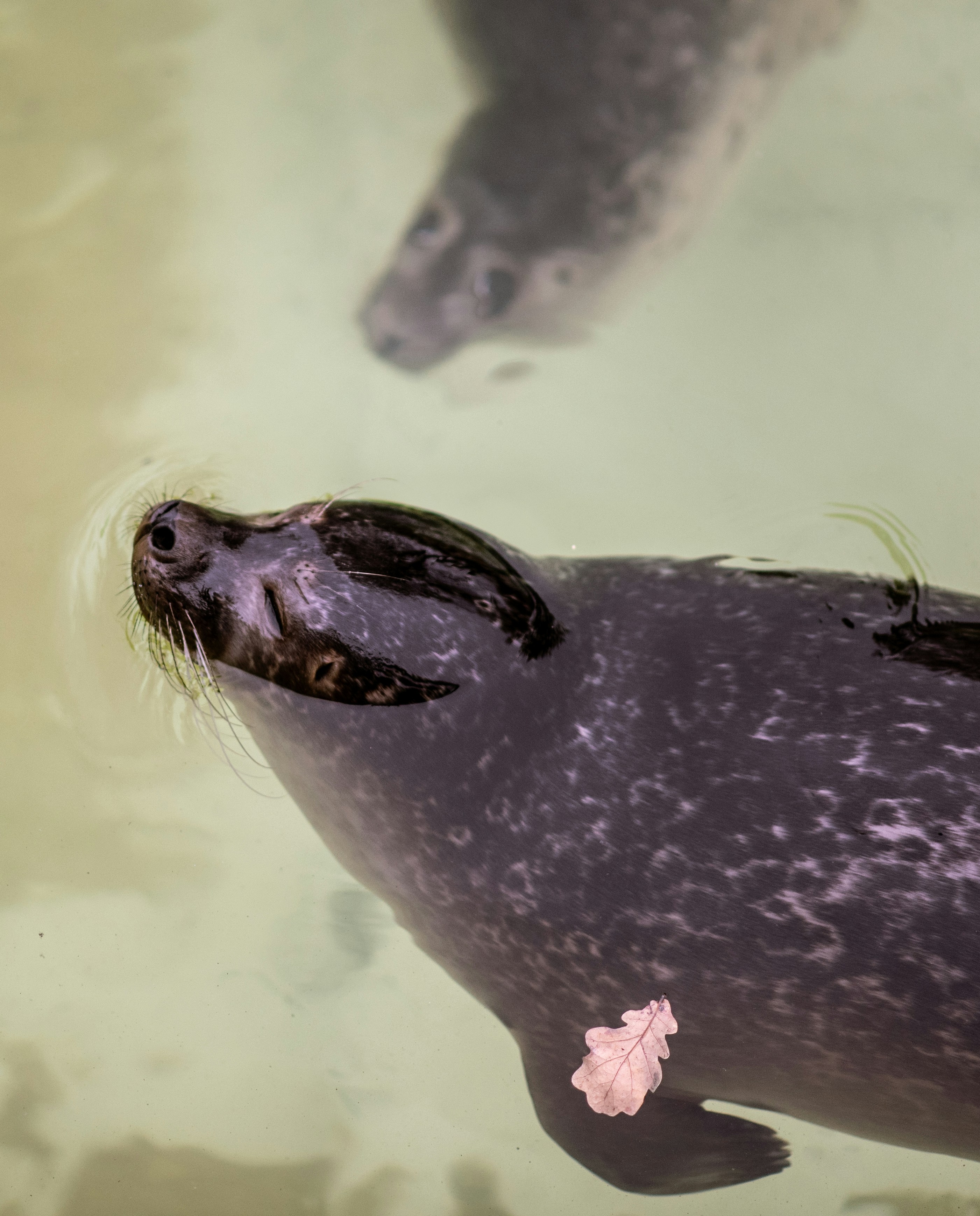 Harbor seal swimming beneath calm water with a visible pink tag on its side.