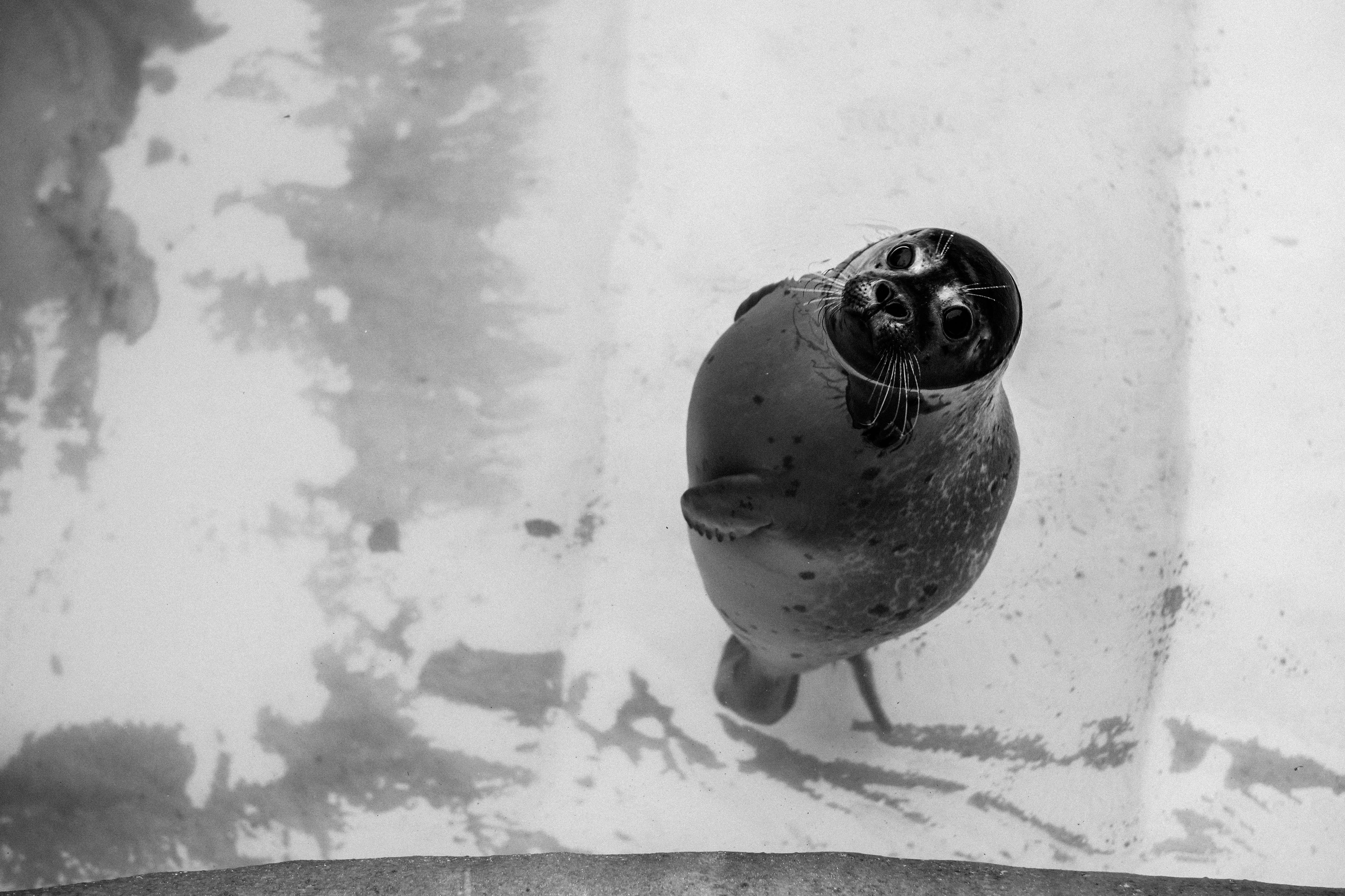 Curious Gaze from Below the Surface