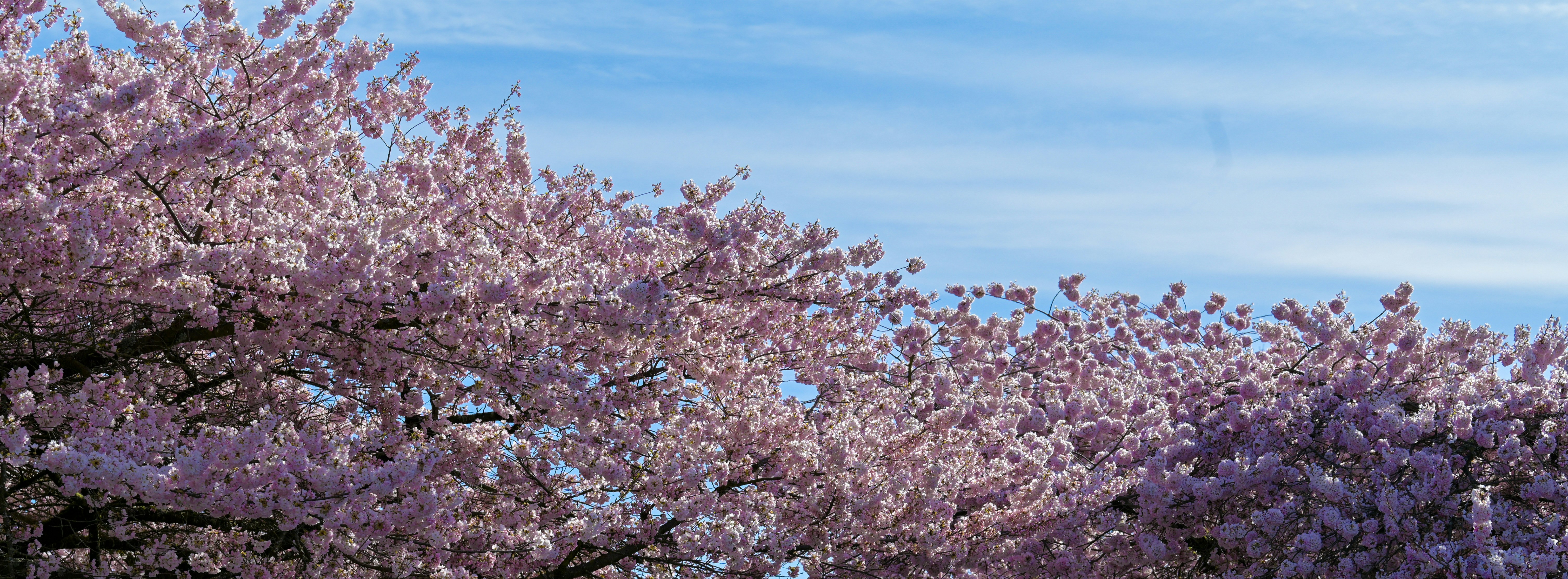 Cherry blossoms blooming under a blue sky.