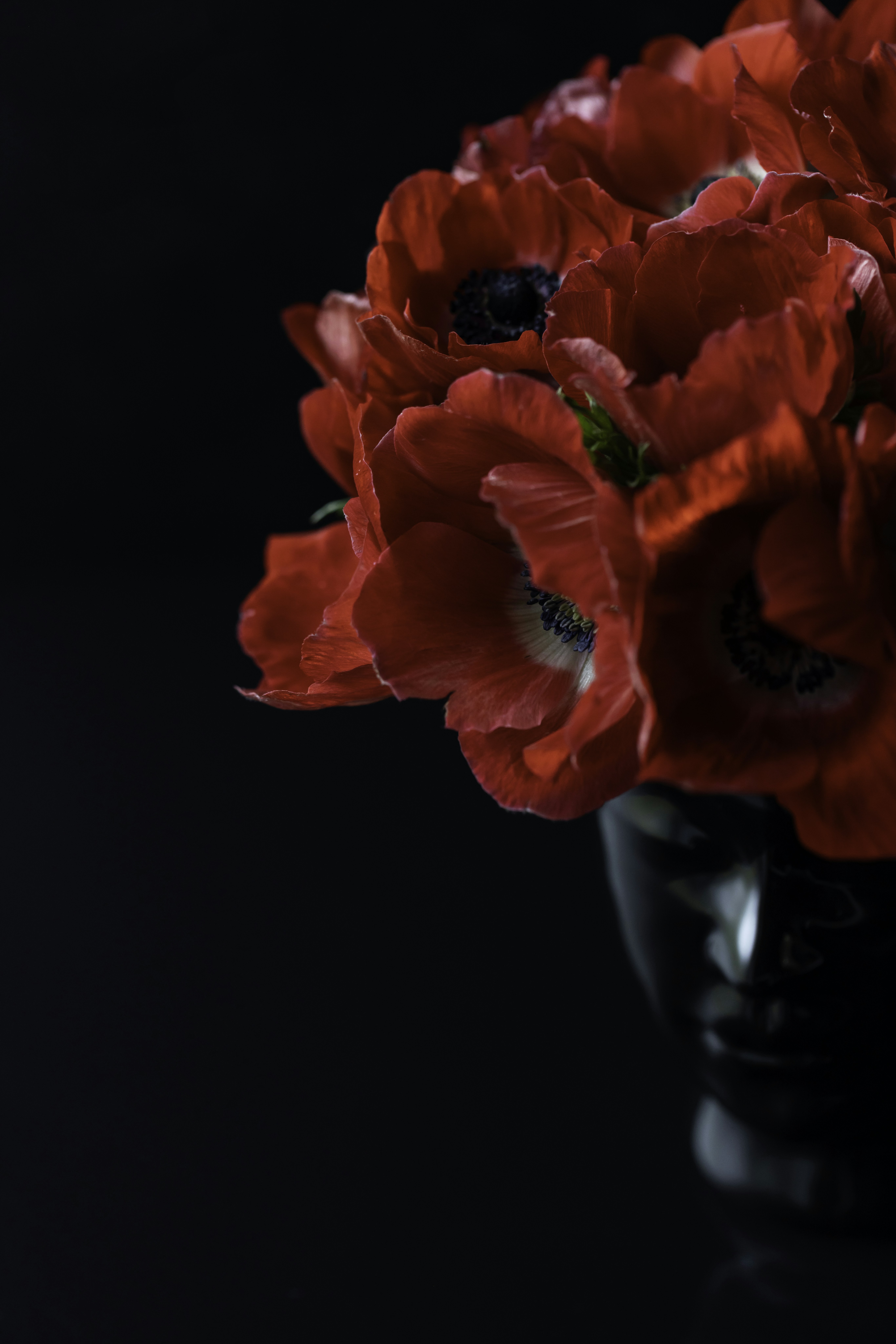 Crimson Poppies on a Velvet Black Stage