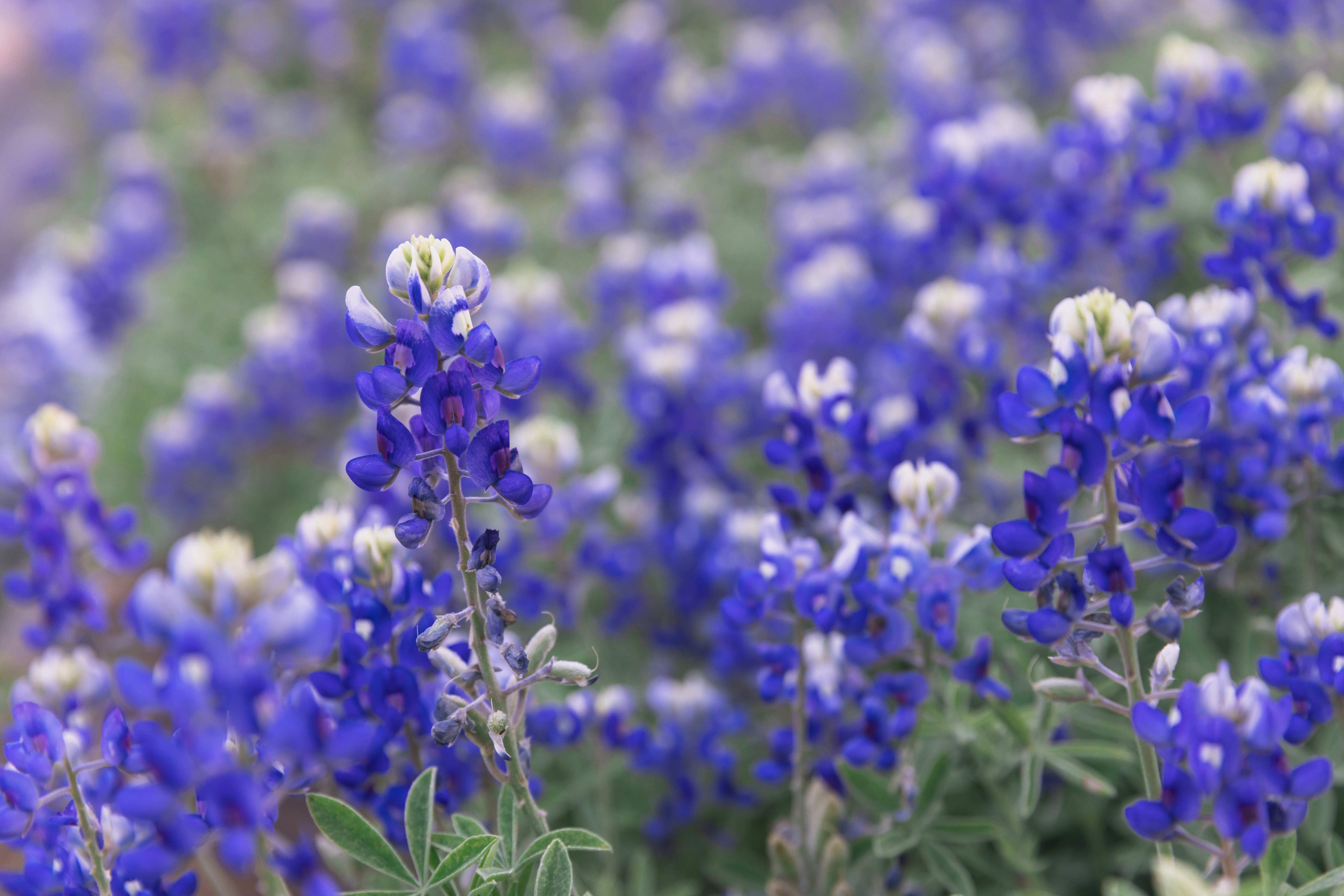 Bluebonnets bloom in a field, a beautiful sight. photo – Free Flower ...