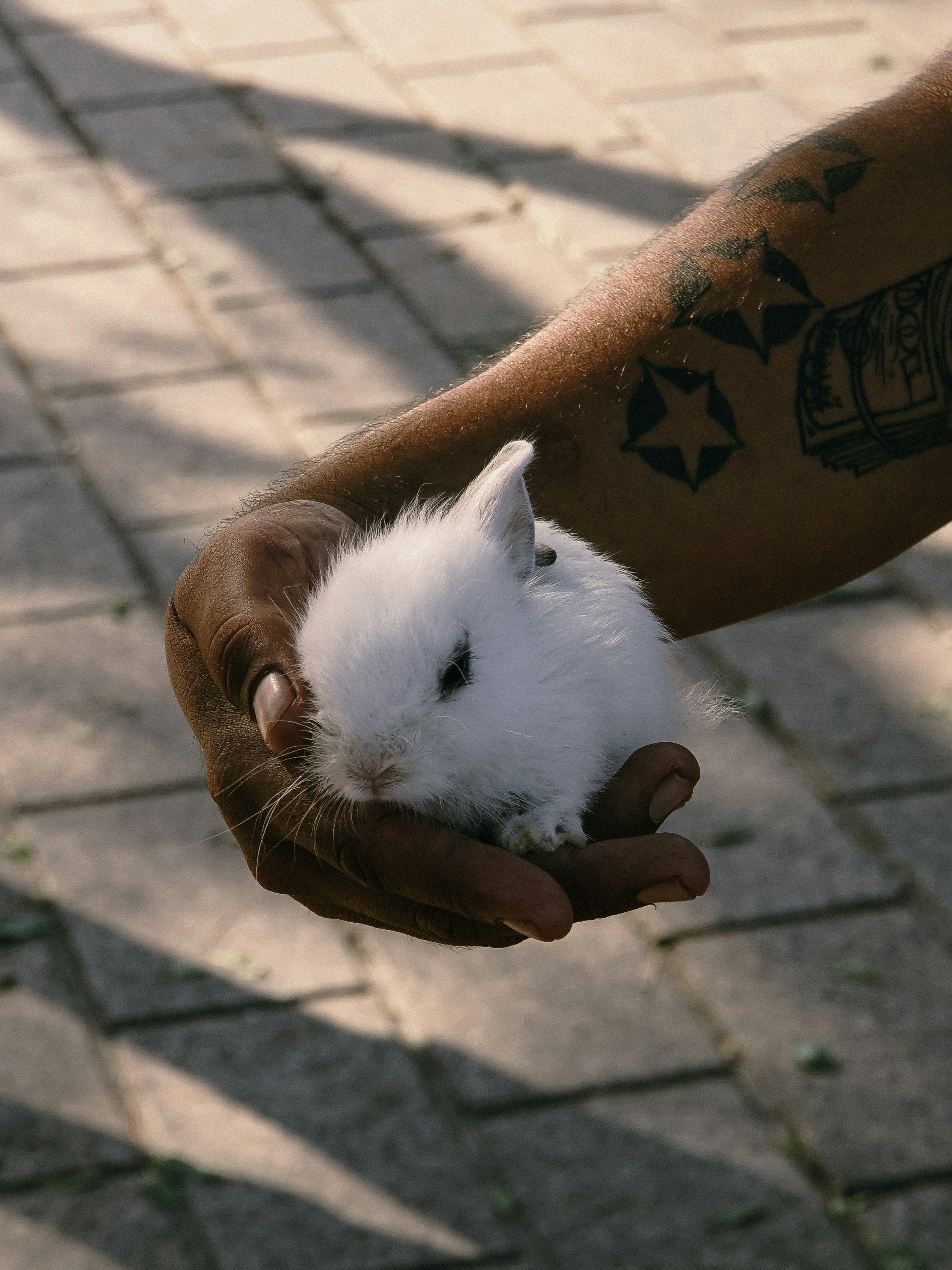 Palm-Sheltered Fluff: Tattooed Hands Hold a White Bunny in Sunlit Pavers