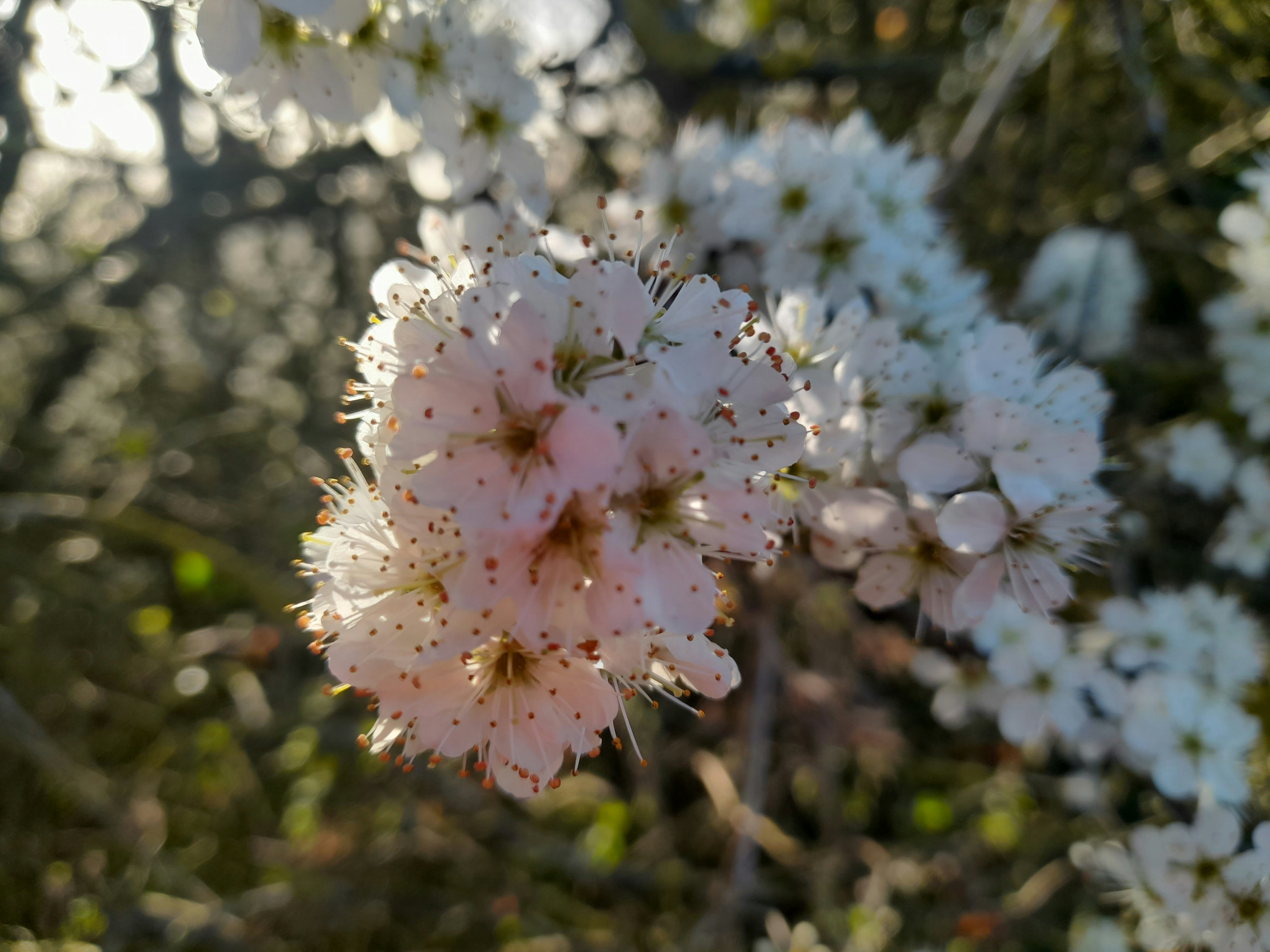 Petal Portrait in Dappled Light: A Close-Up of Spring Blossoms