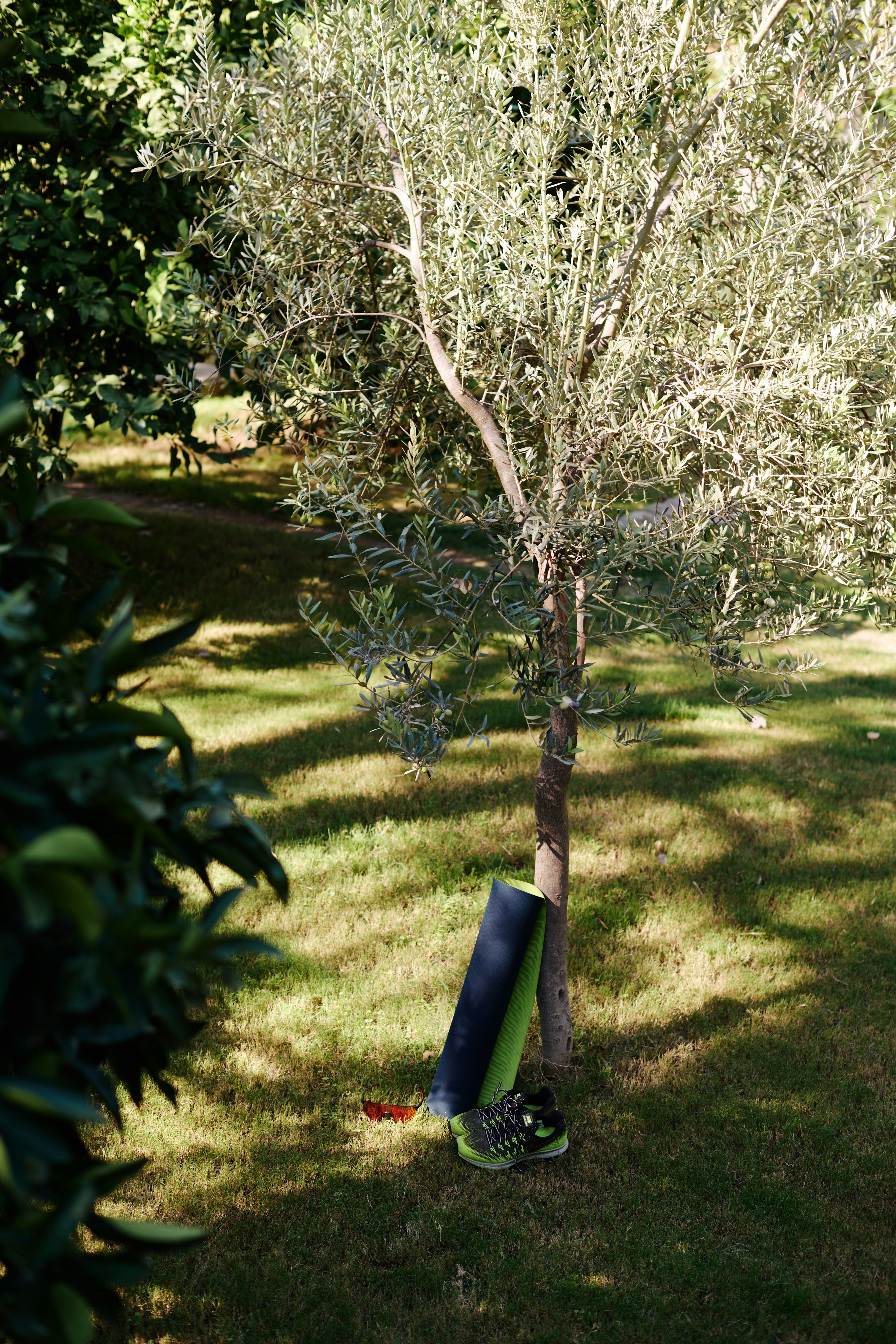 Neon Shoes and Foam Roller Rest by an Olive Tree in Afternoon Light