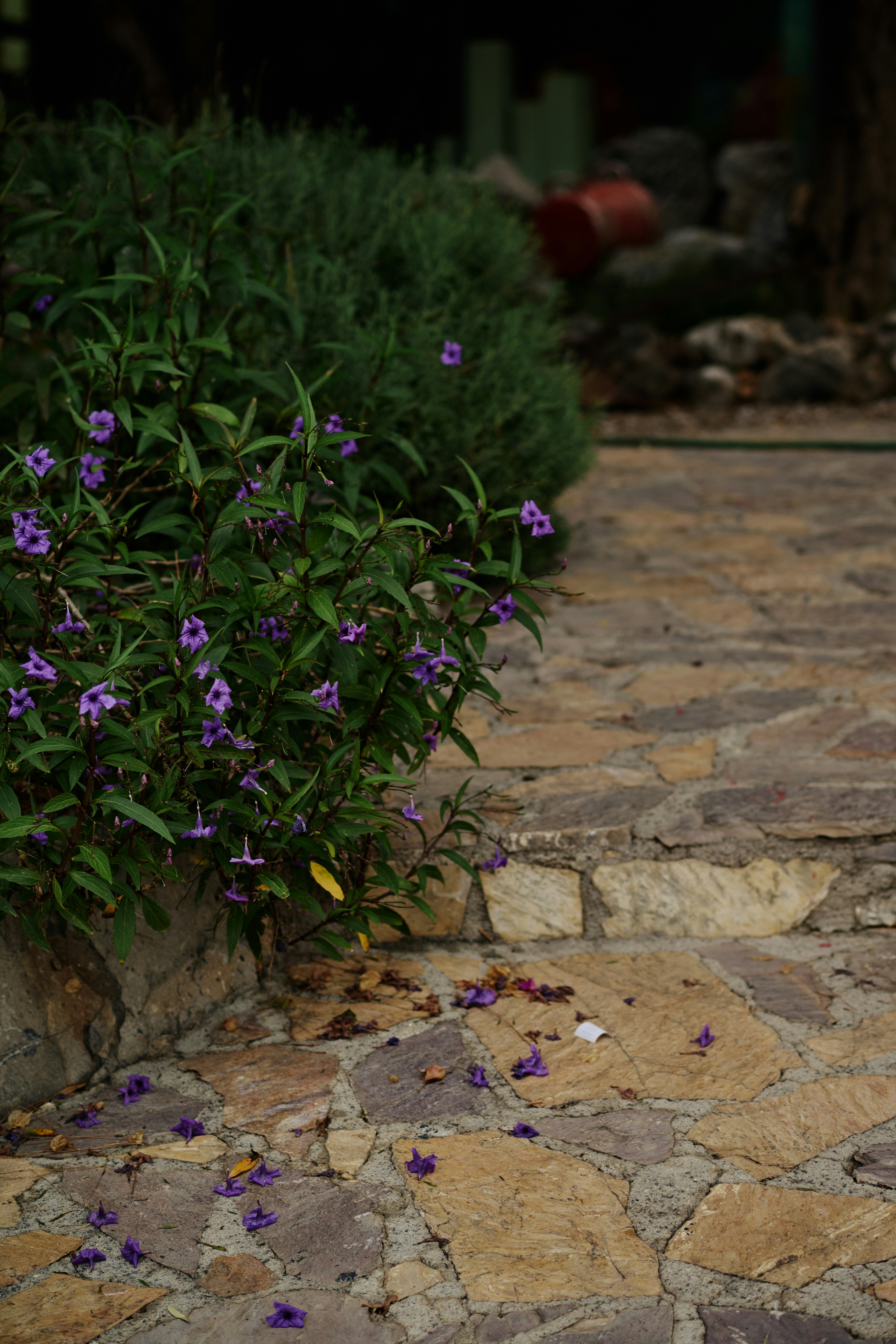 Lavender Edge: Purple Blooms Framing a Quiet Stone Walkway
