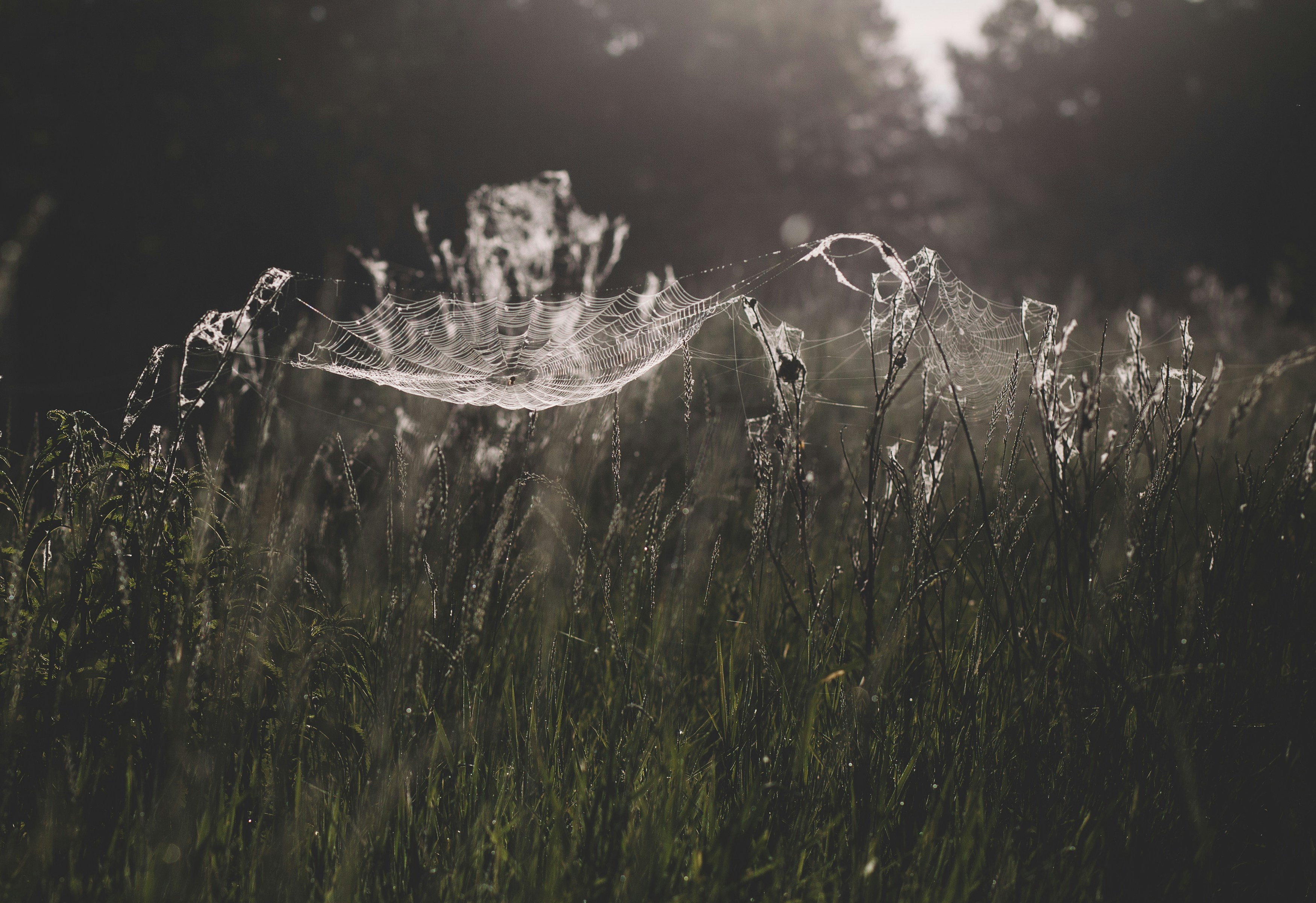 Backlit Gossamer Over Dew-Flecked Grass