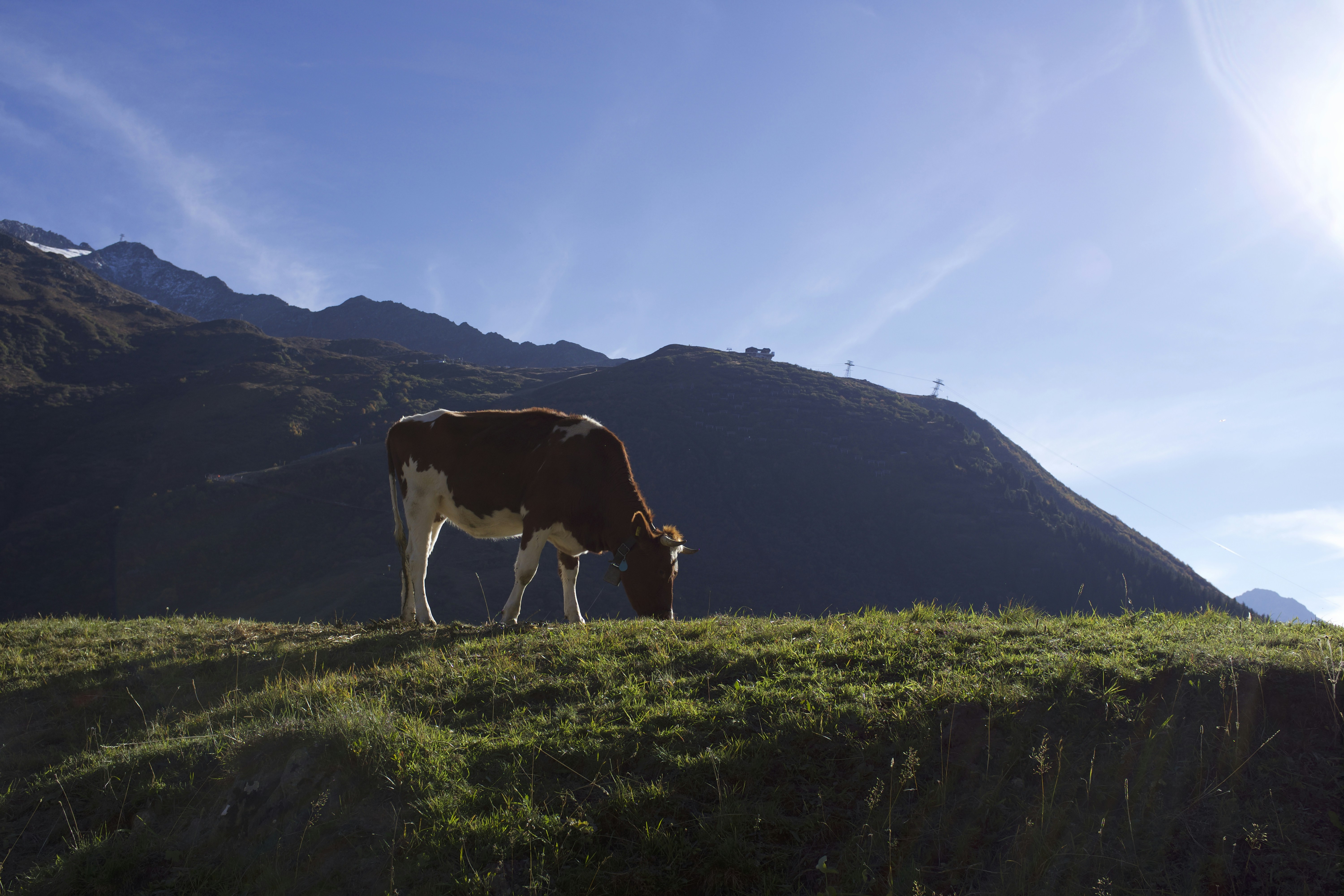 Pasture Sentinel Beneath Alpine Peaks