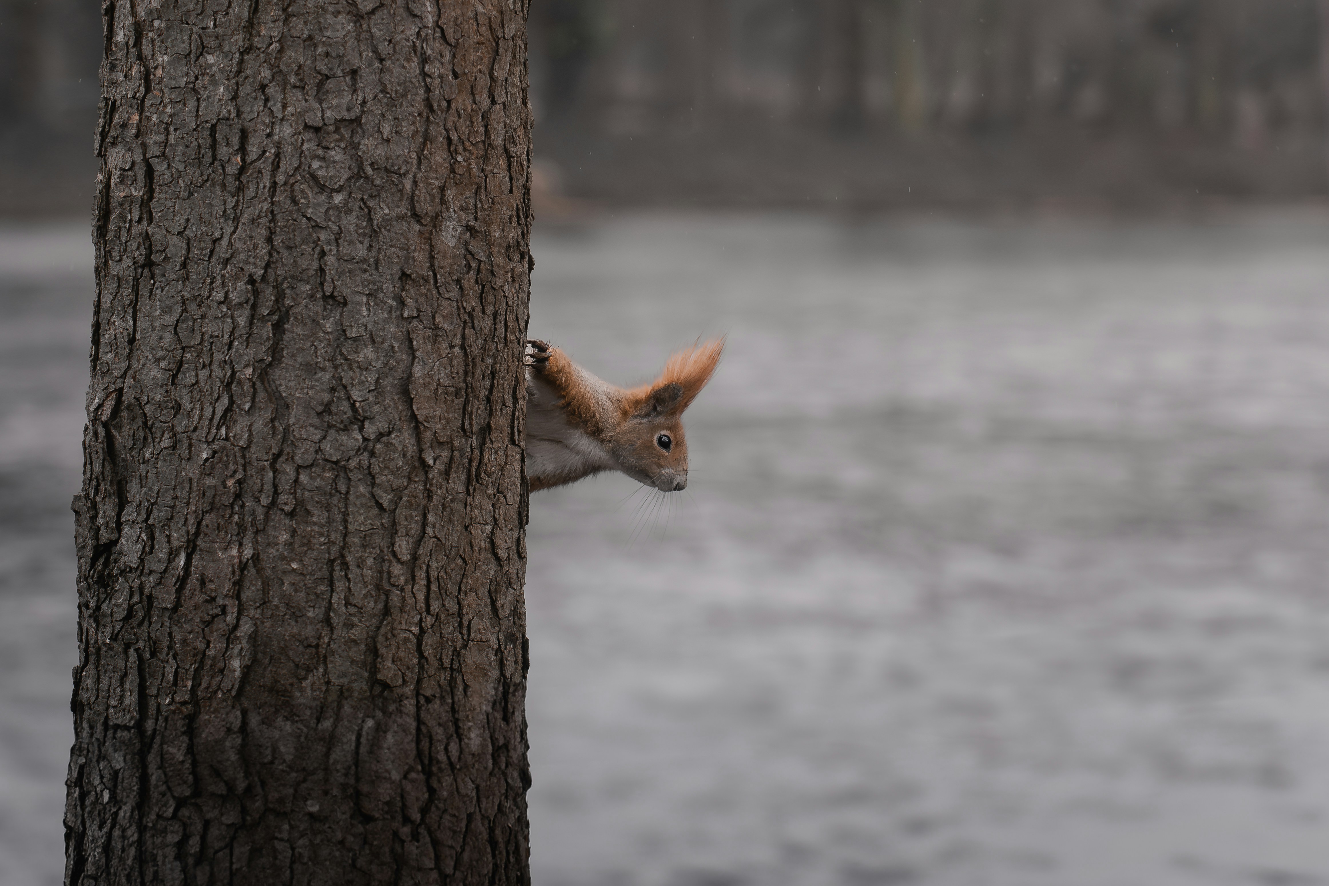 Edge of the Gaze: A red squirrel peeks from behind the tree