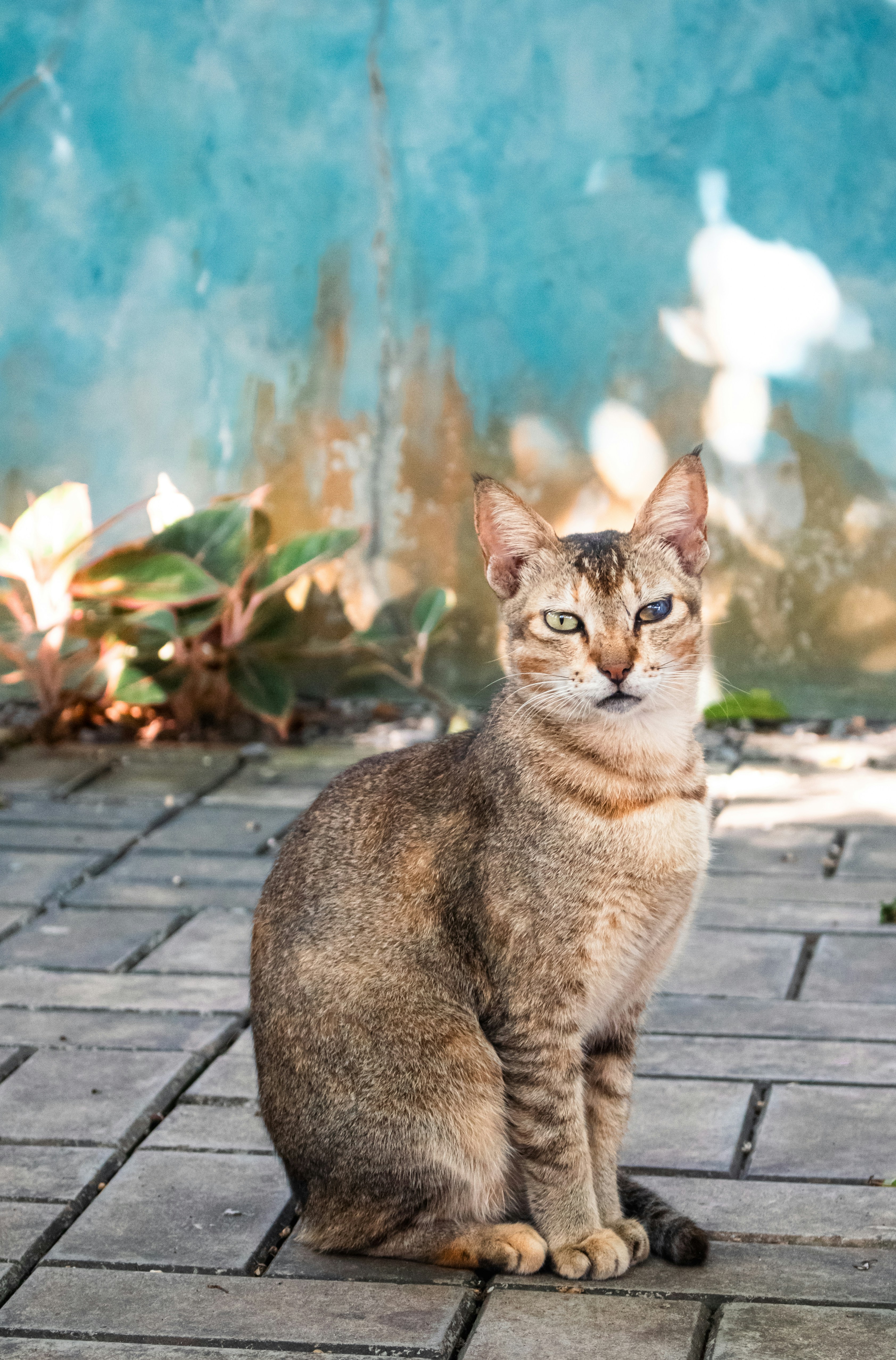 A cat sits posing elegantly for the camera. photo – Free Portrait Image ...