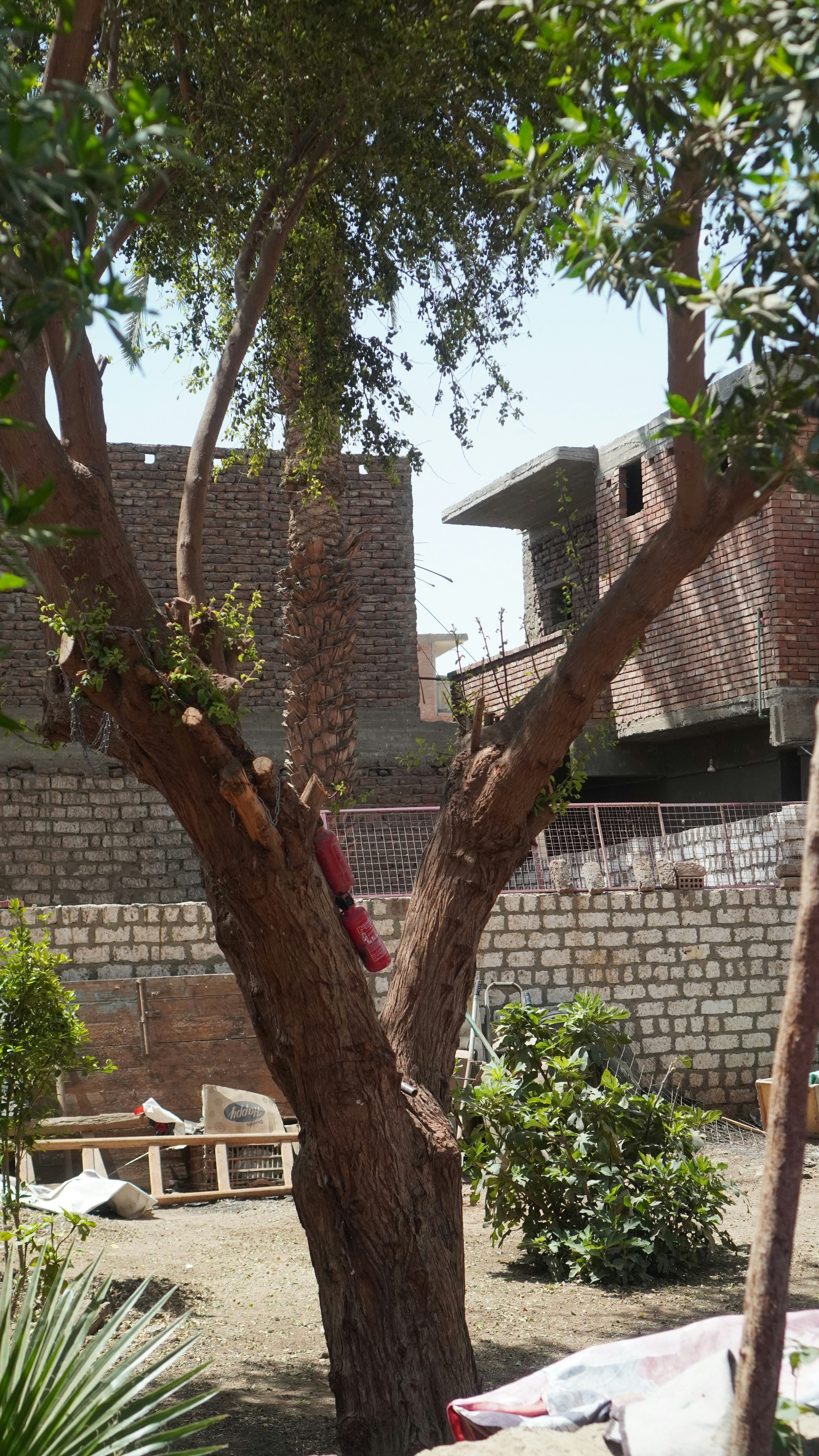 Tree with lush foliage in a sunlit courtyard, surrounded by brick buildings and a garden bench.