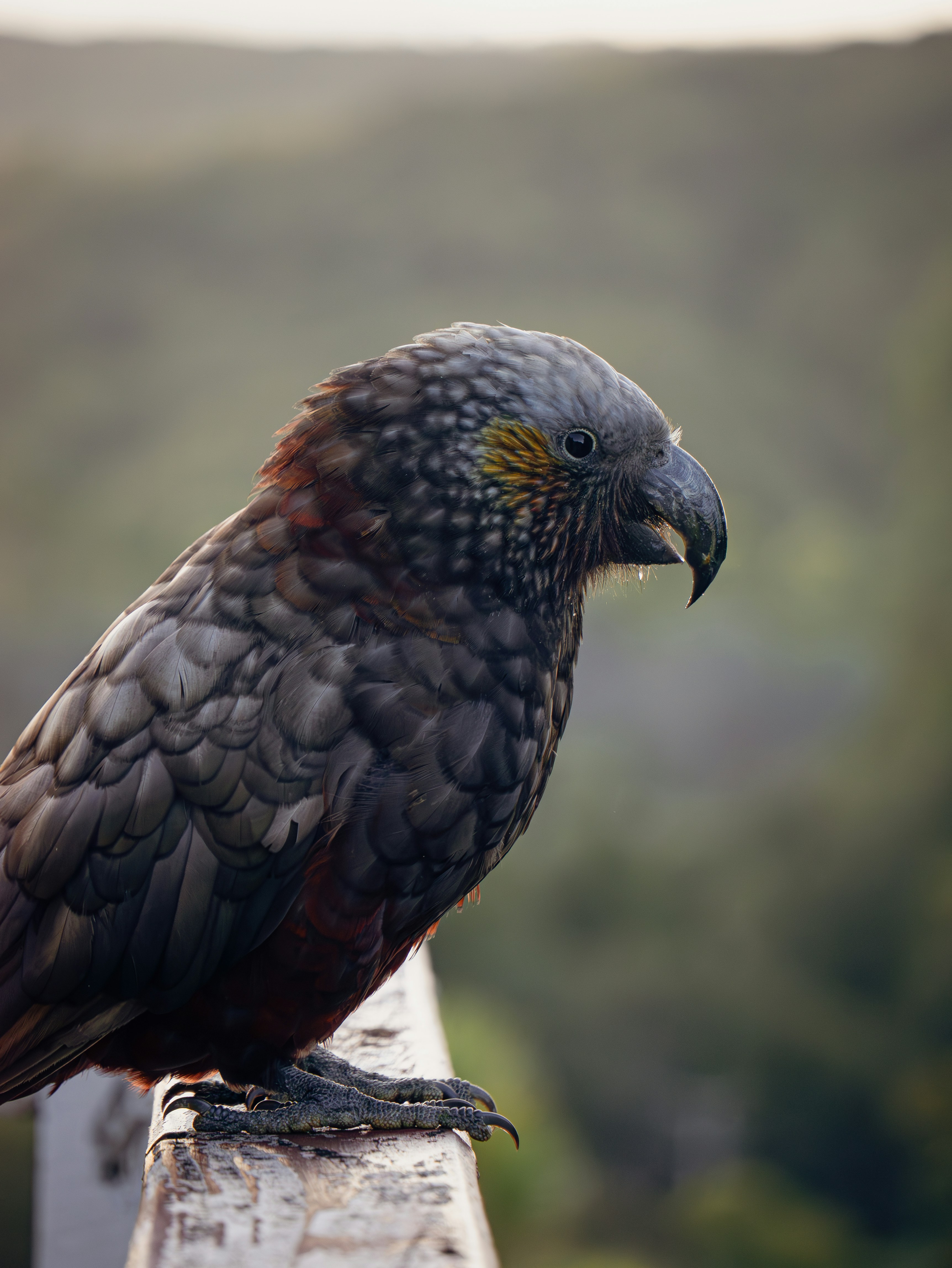Kea parrot resting on a wooden railing with blurred forest in the background.