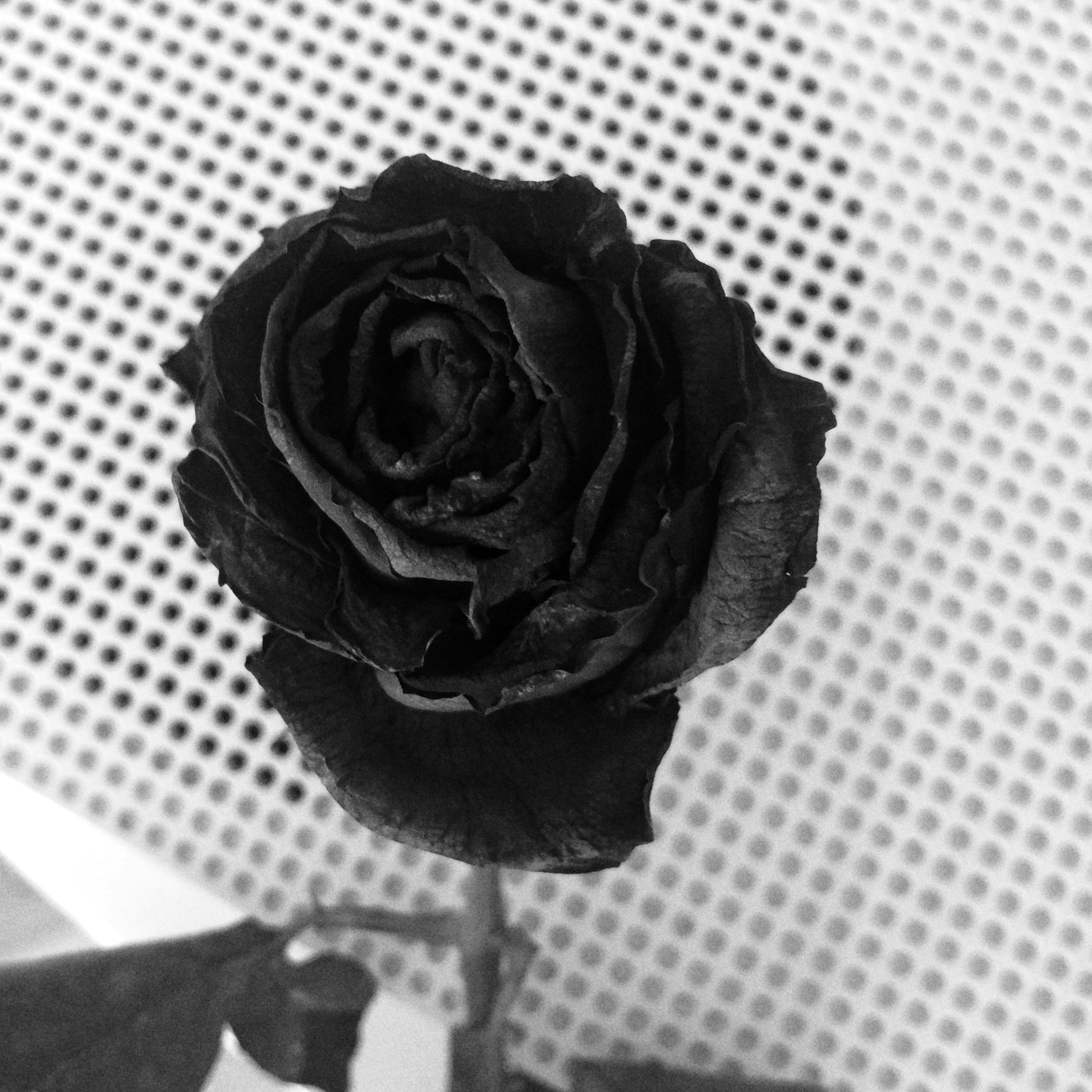 A close-up of a black rose, showcasing its intricate layers and texture against a dotted background.
