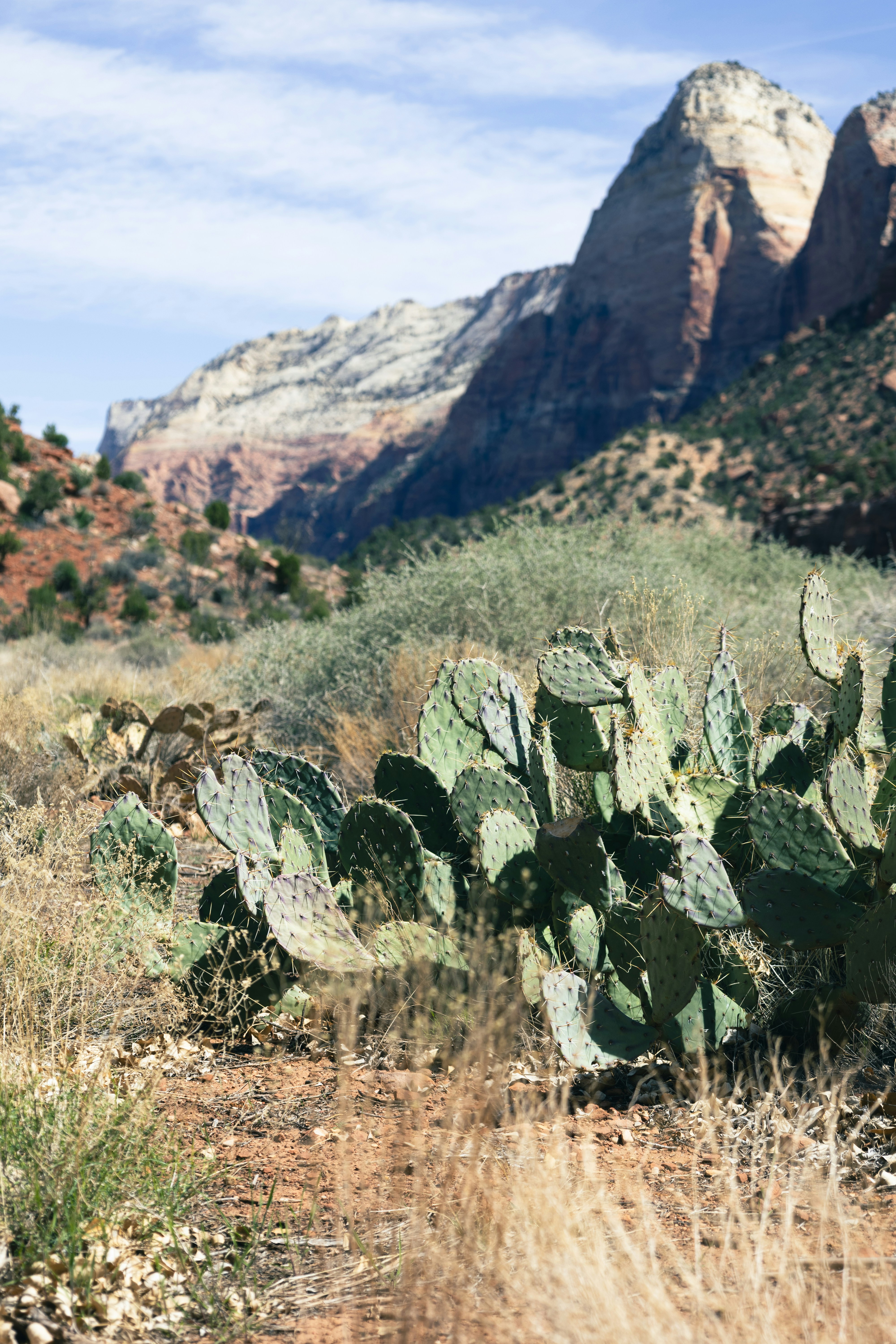 Cactus Garden at the Foot of Layered Desert Towers