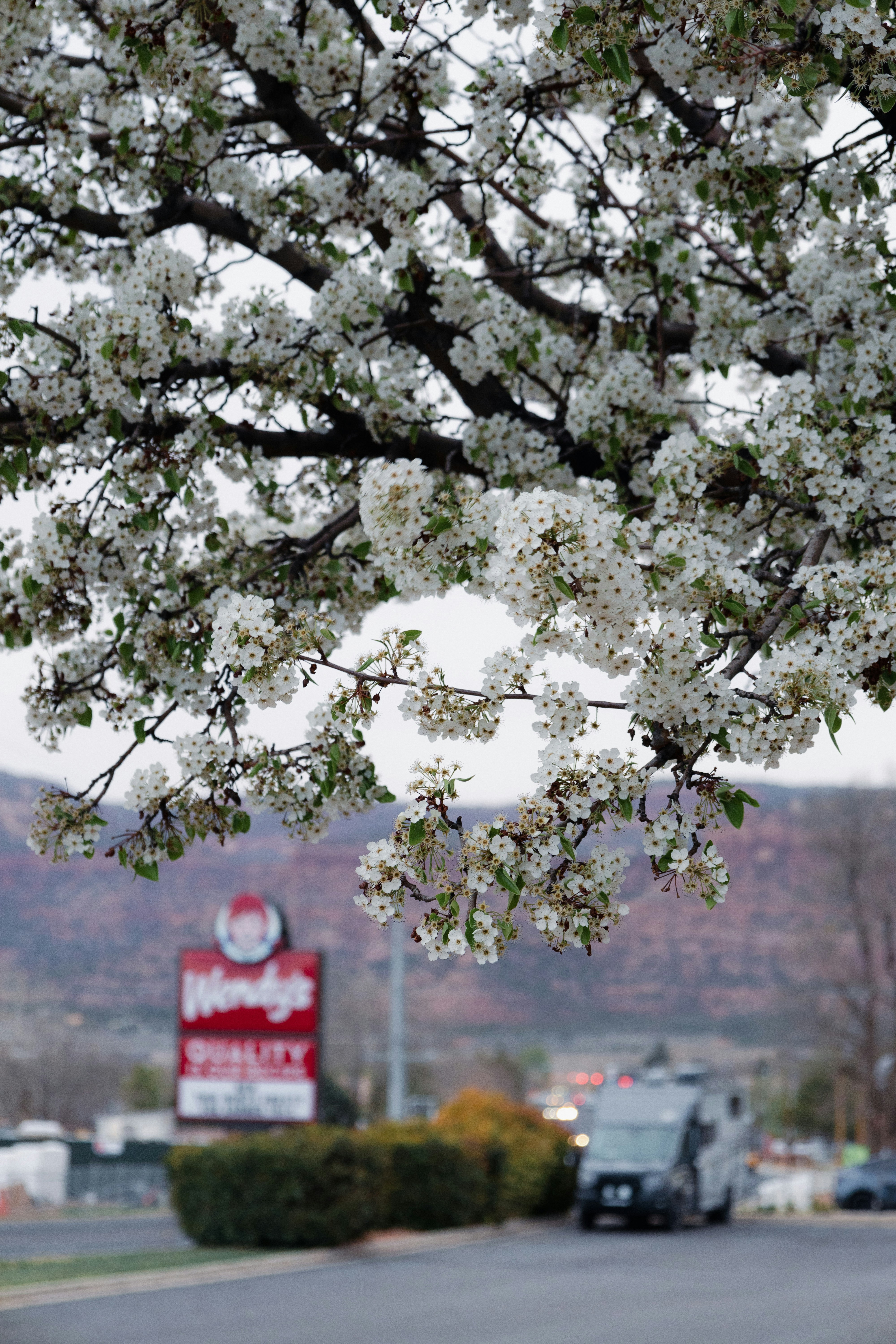 Blossoms Framing the Roadside Quiet