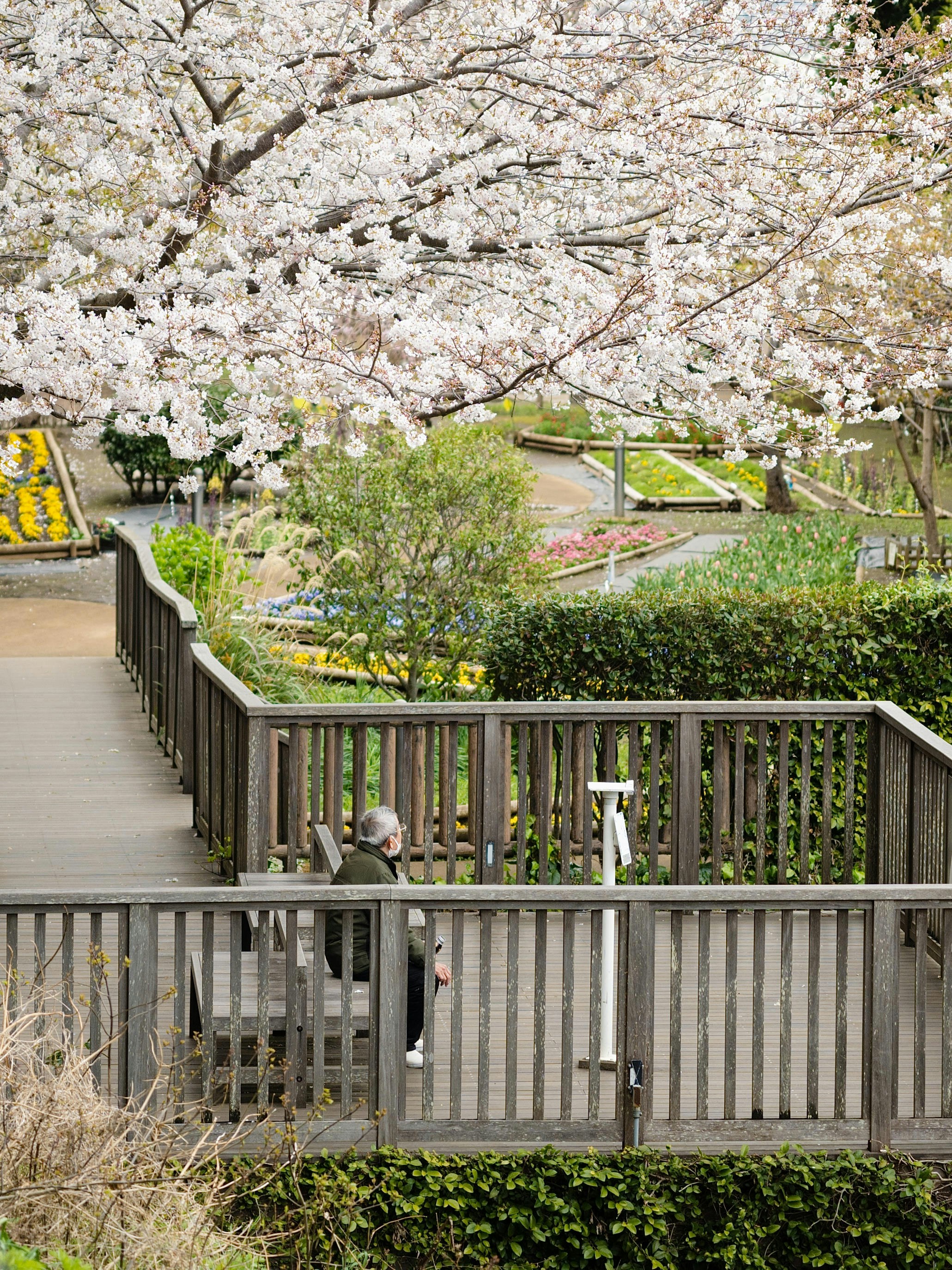 Person seated on a wooden deck surrounded by lush gardens and blooming cherry trees.