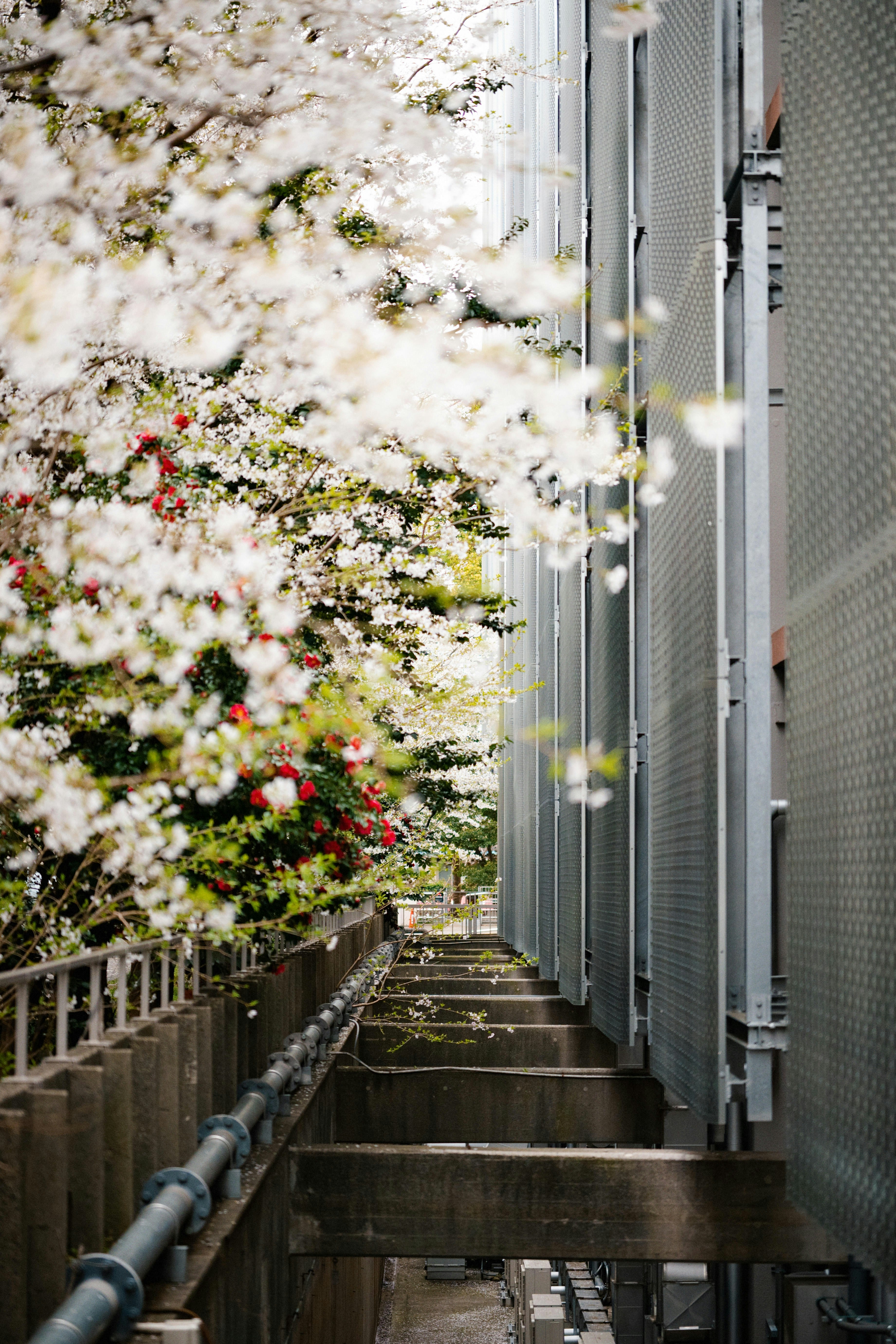 Cherry Blossoms Alley Above the Concrete Gaps