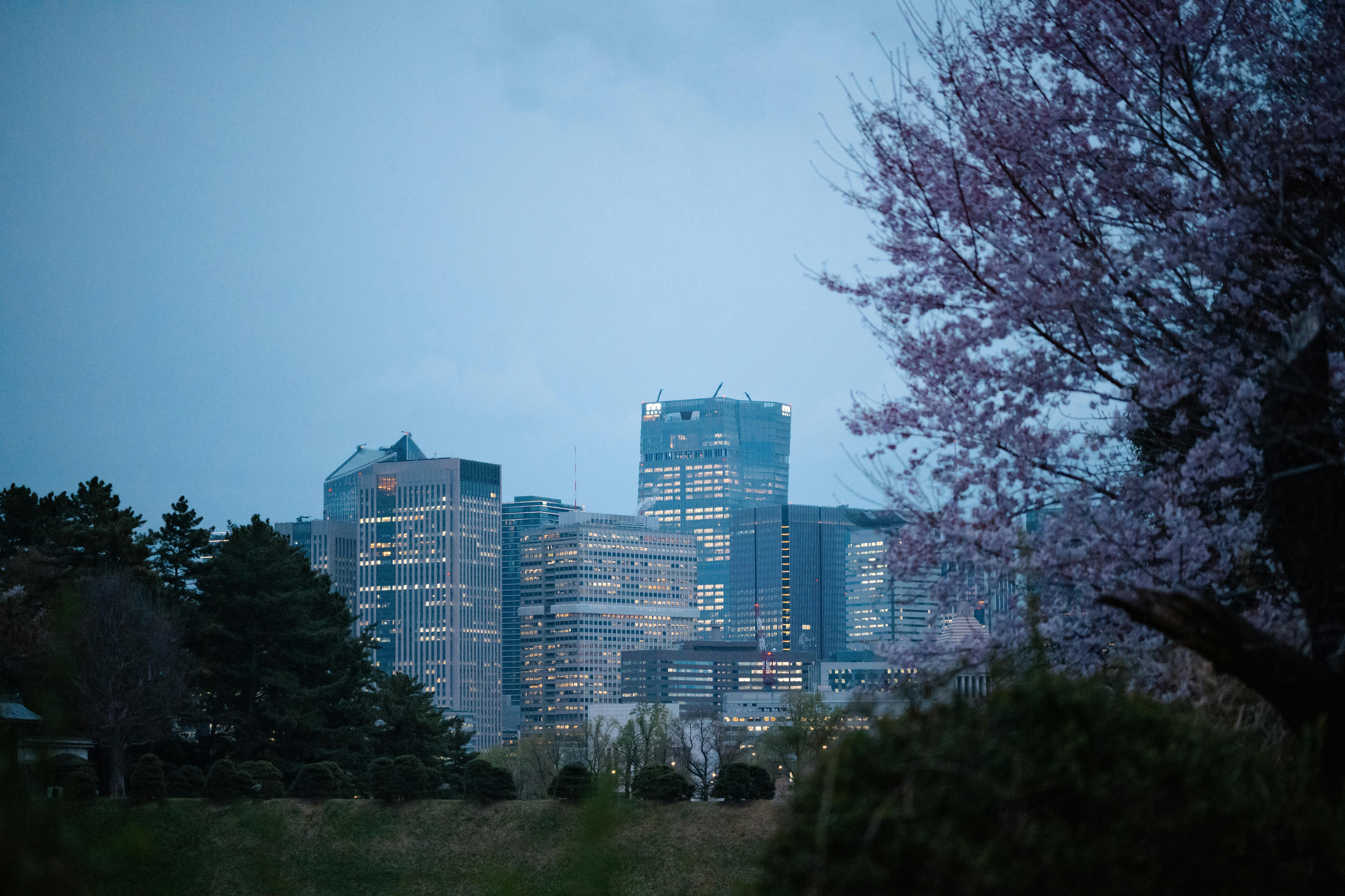 Blue Hour Skyline Framed by Spring Blossoms
