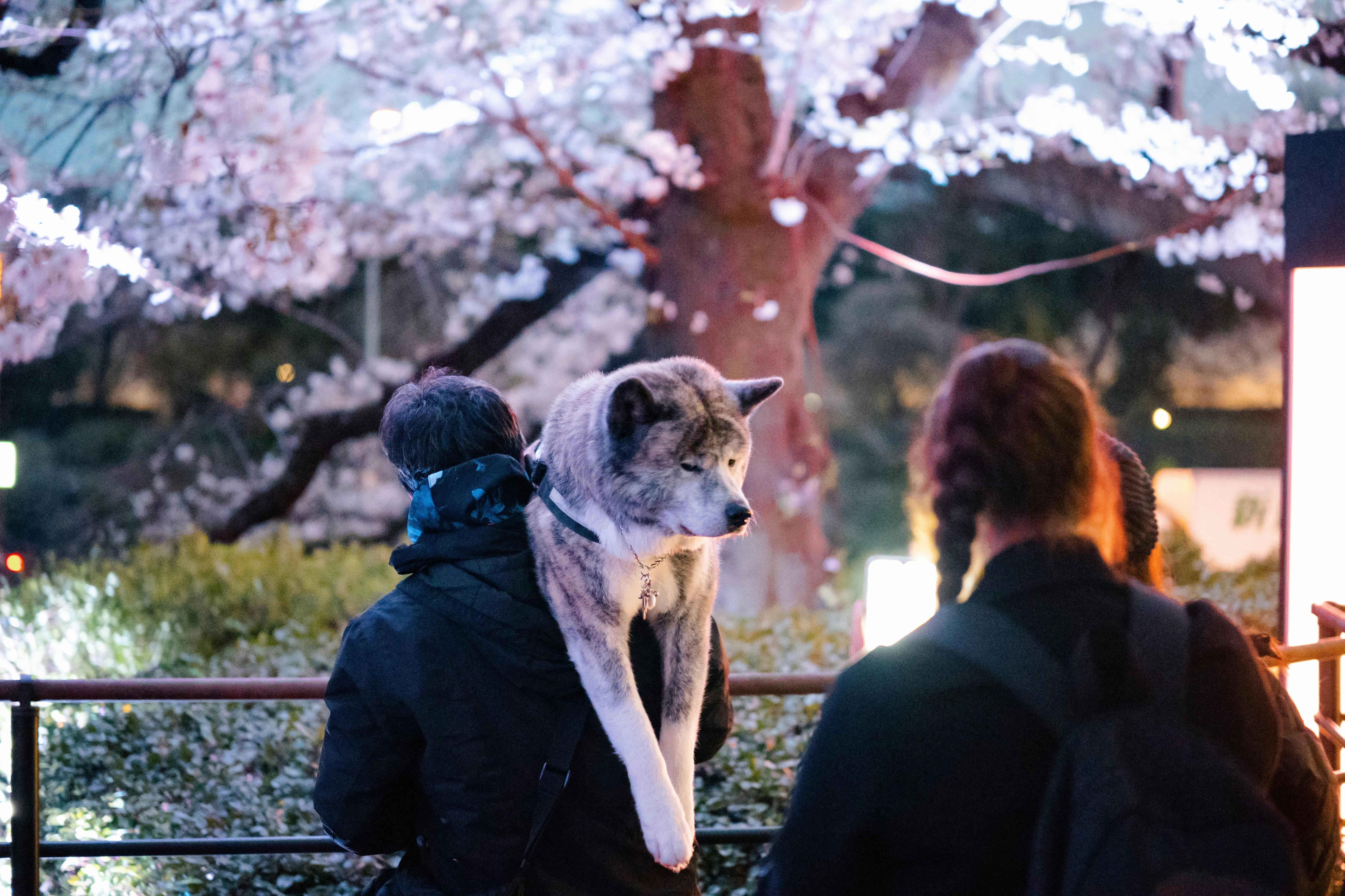 Dusk Sakura and a Trusty Lift: A Dog Spanning the Rail Amid Cherry Blossoms