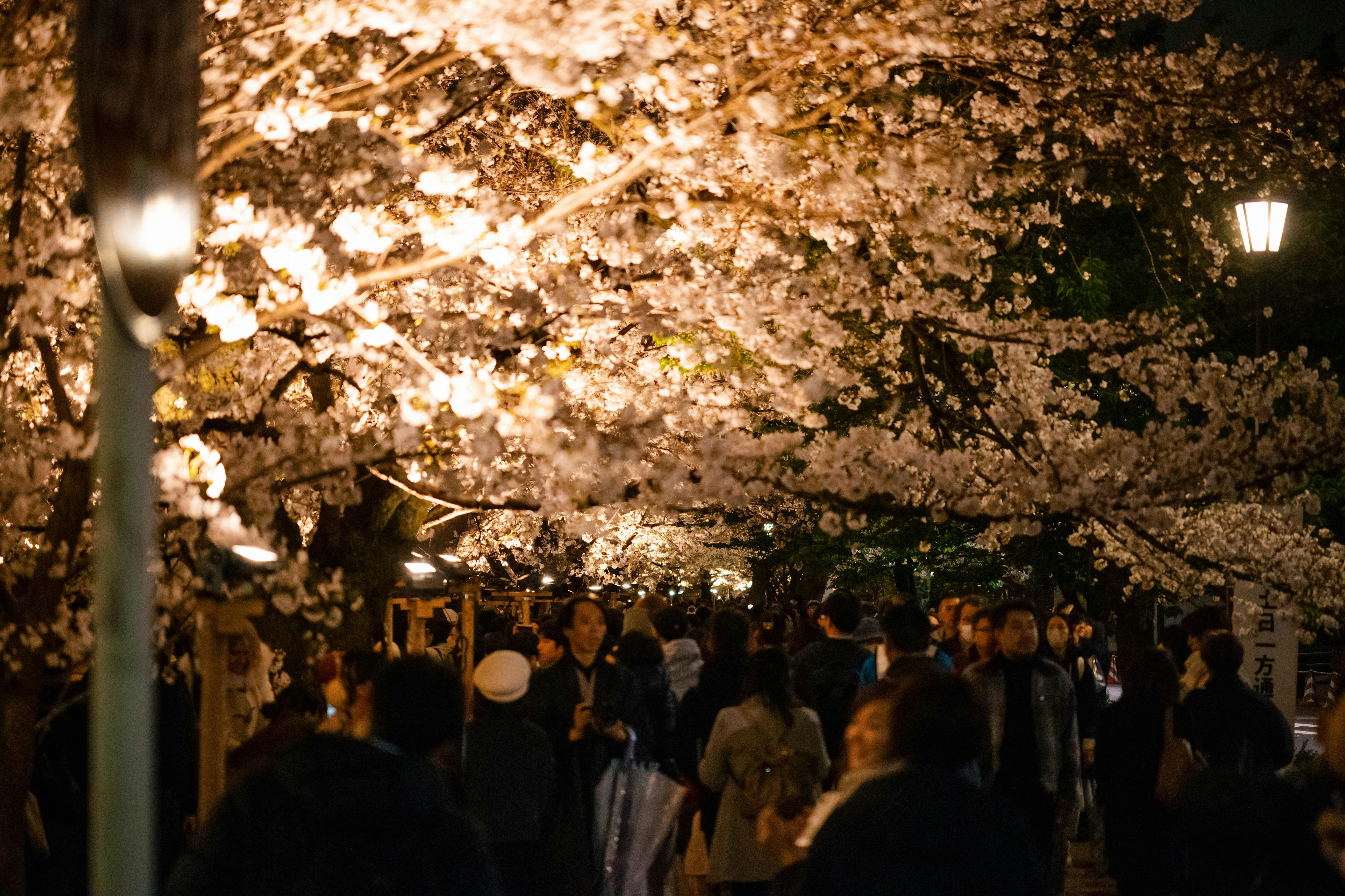 Lanterns, Blossoms, and a Crowd: Night Market in Bloom