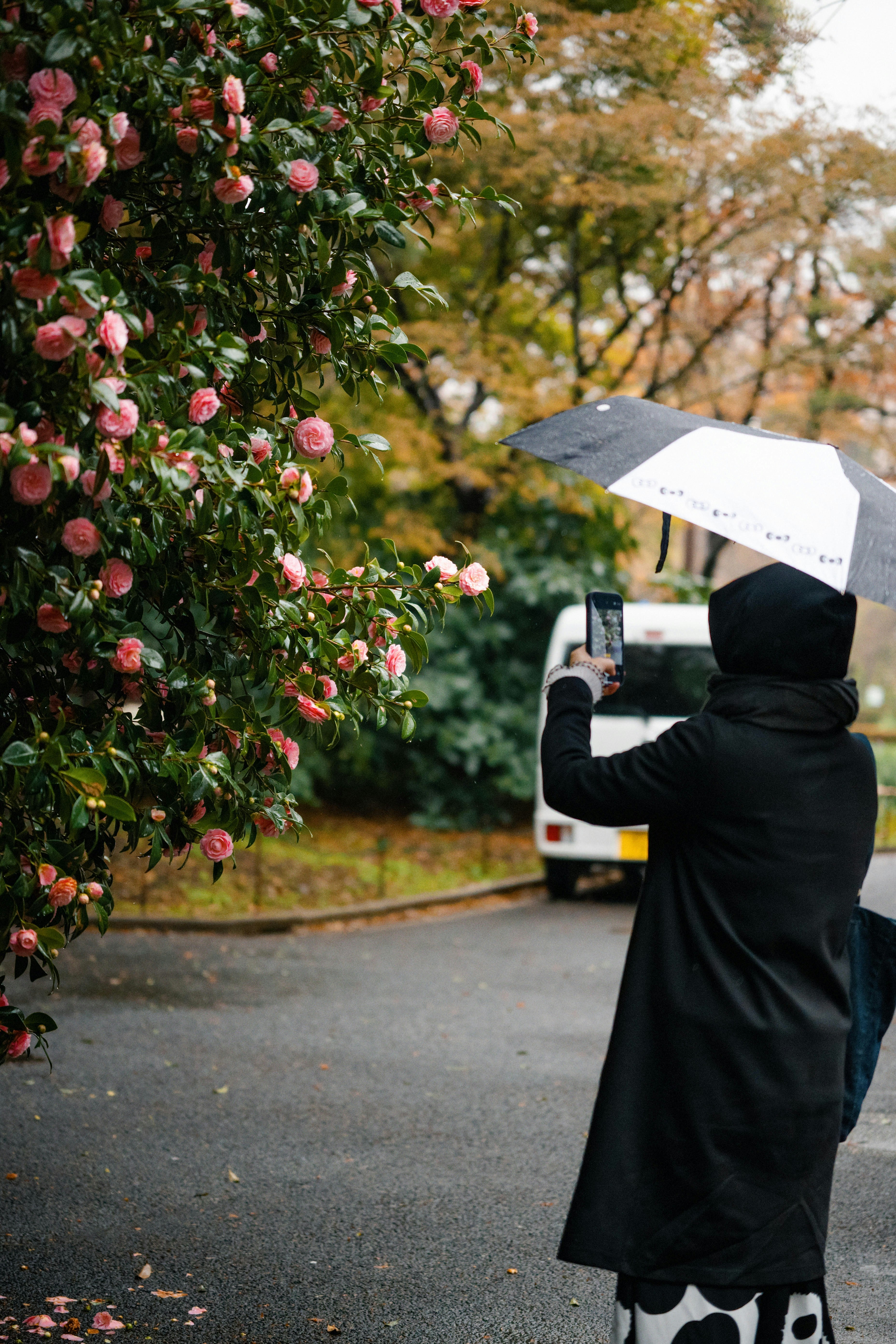 Umbrella and iPhone Moment: Capturing a Pink Blossom Corridor