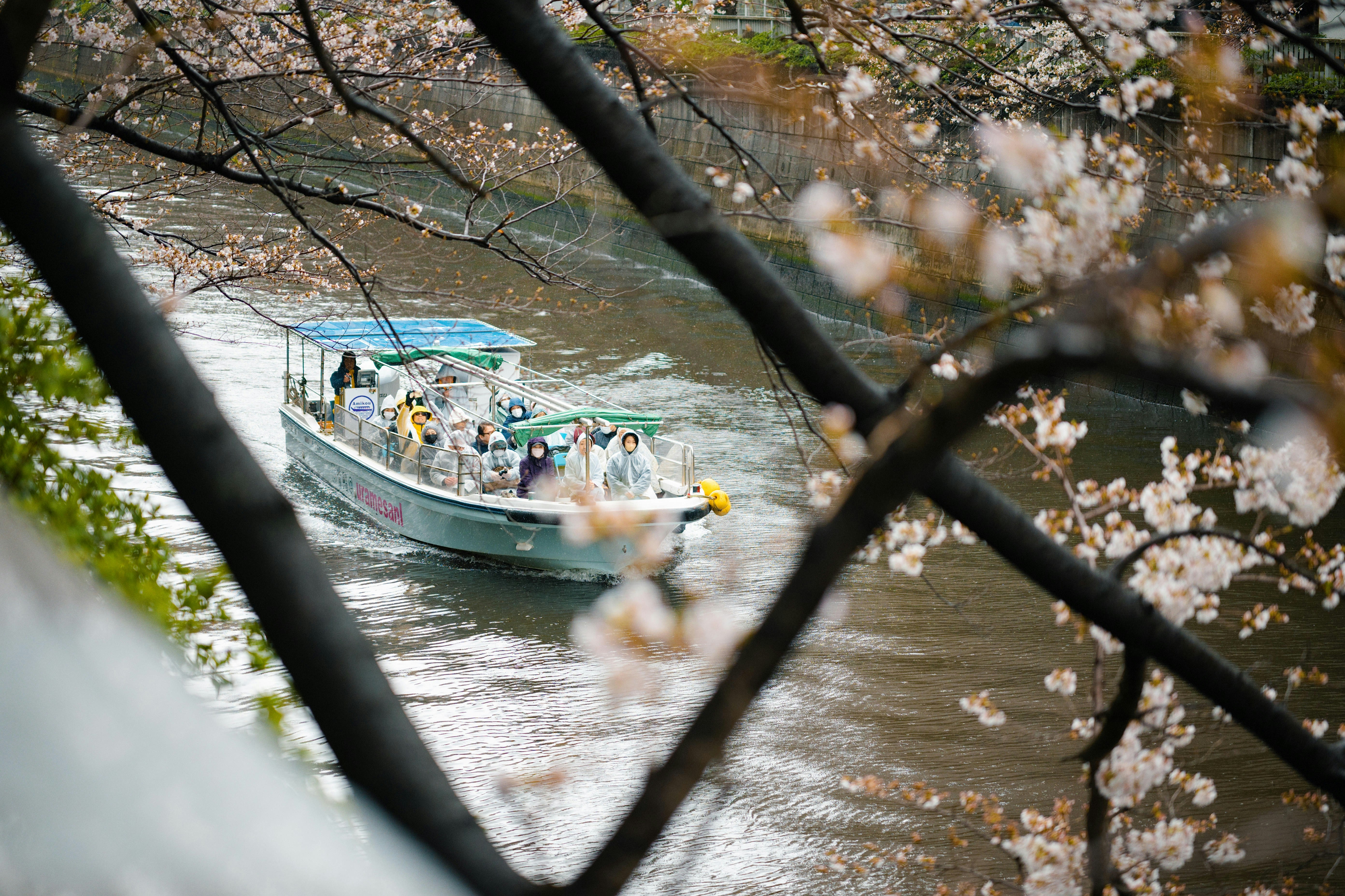 Blossom-Filtered Boat: A Riverside Journey Through Spring