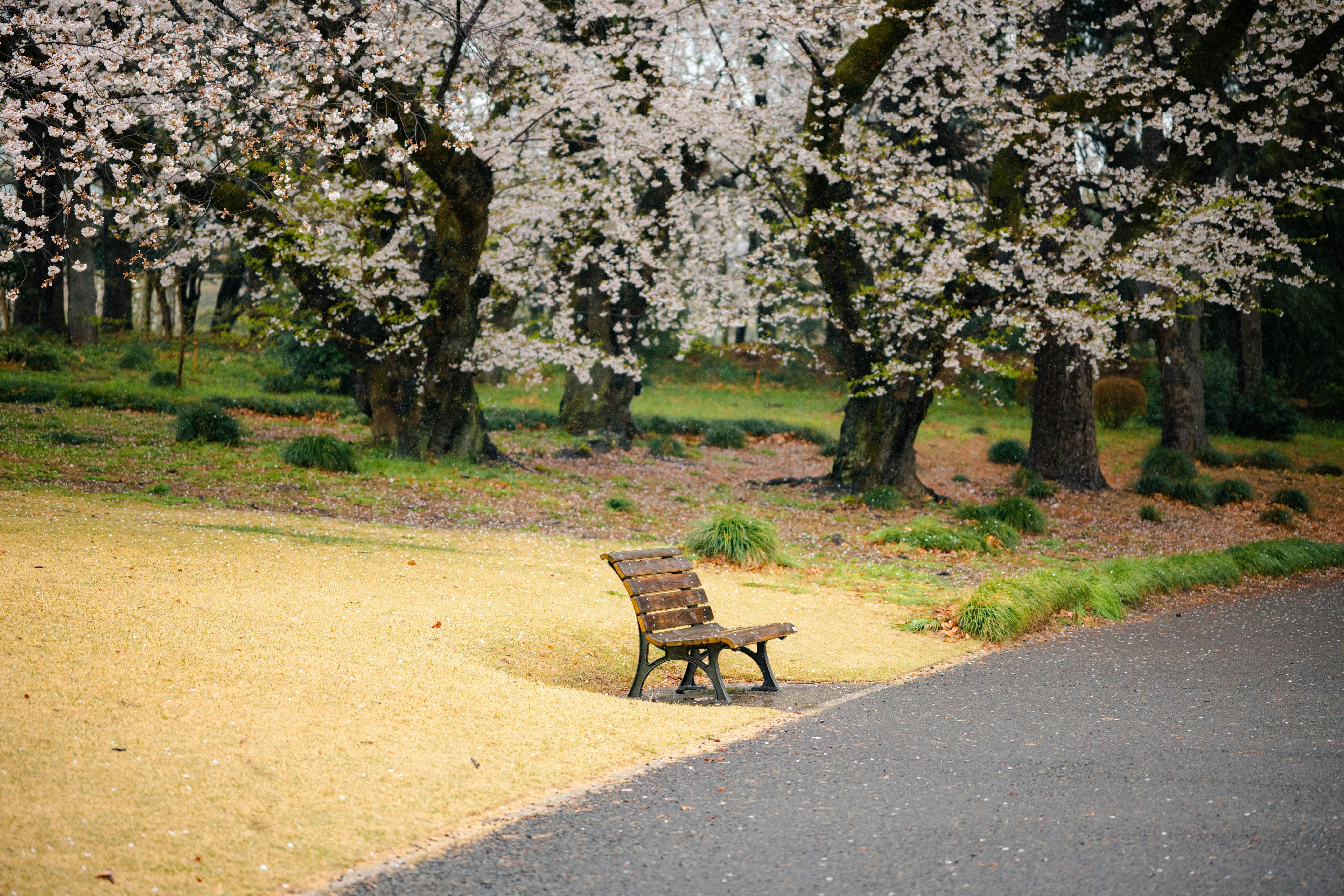 Photo by Q with Nikon Z50