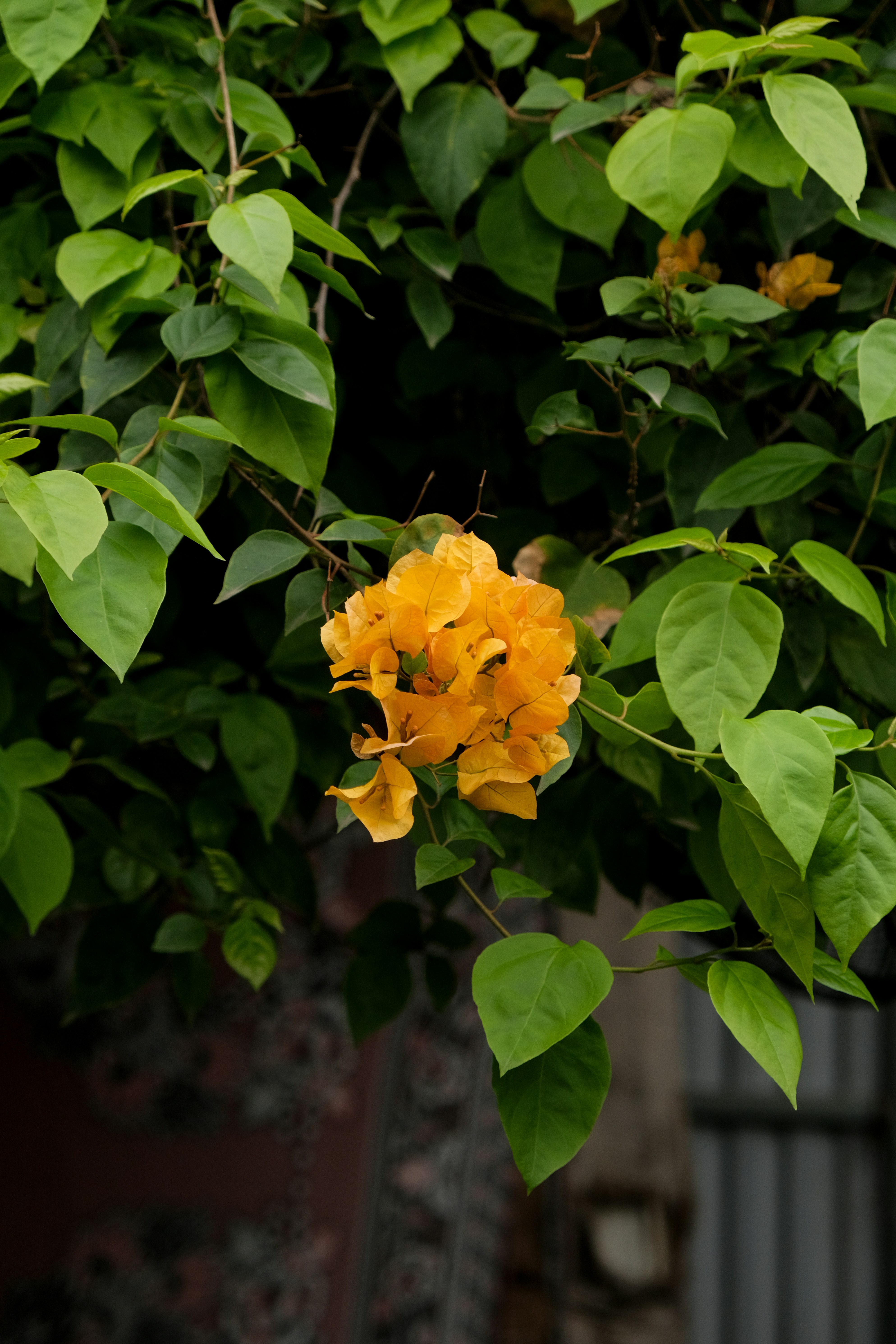 Amber Bougainvillea Cluster Framed by Emerald Foliage