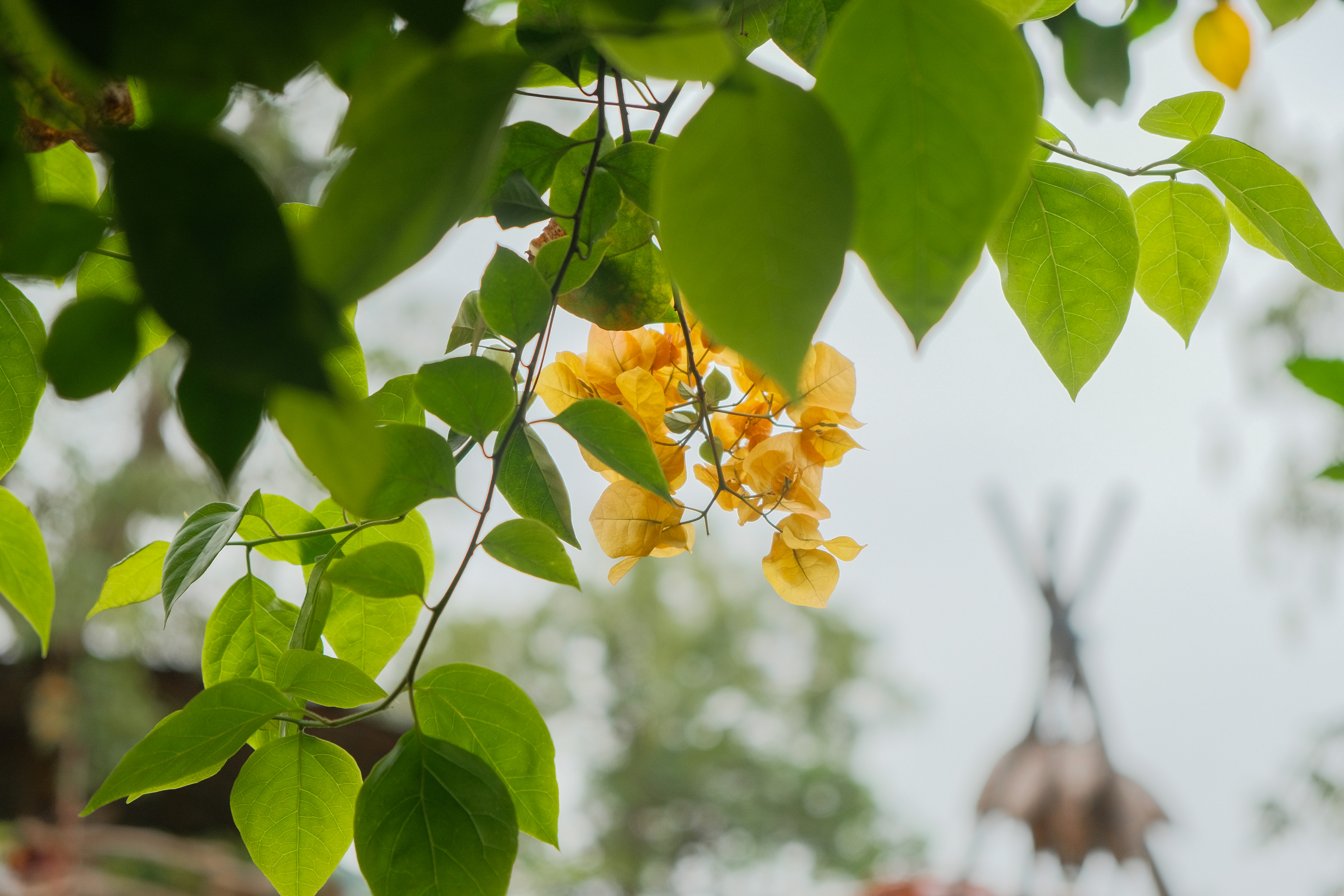 Orange Bougainvillea Framed by Jade Leaves