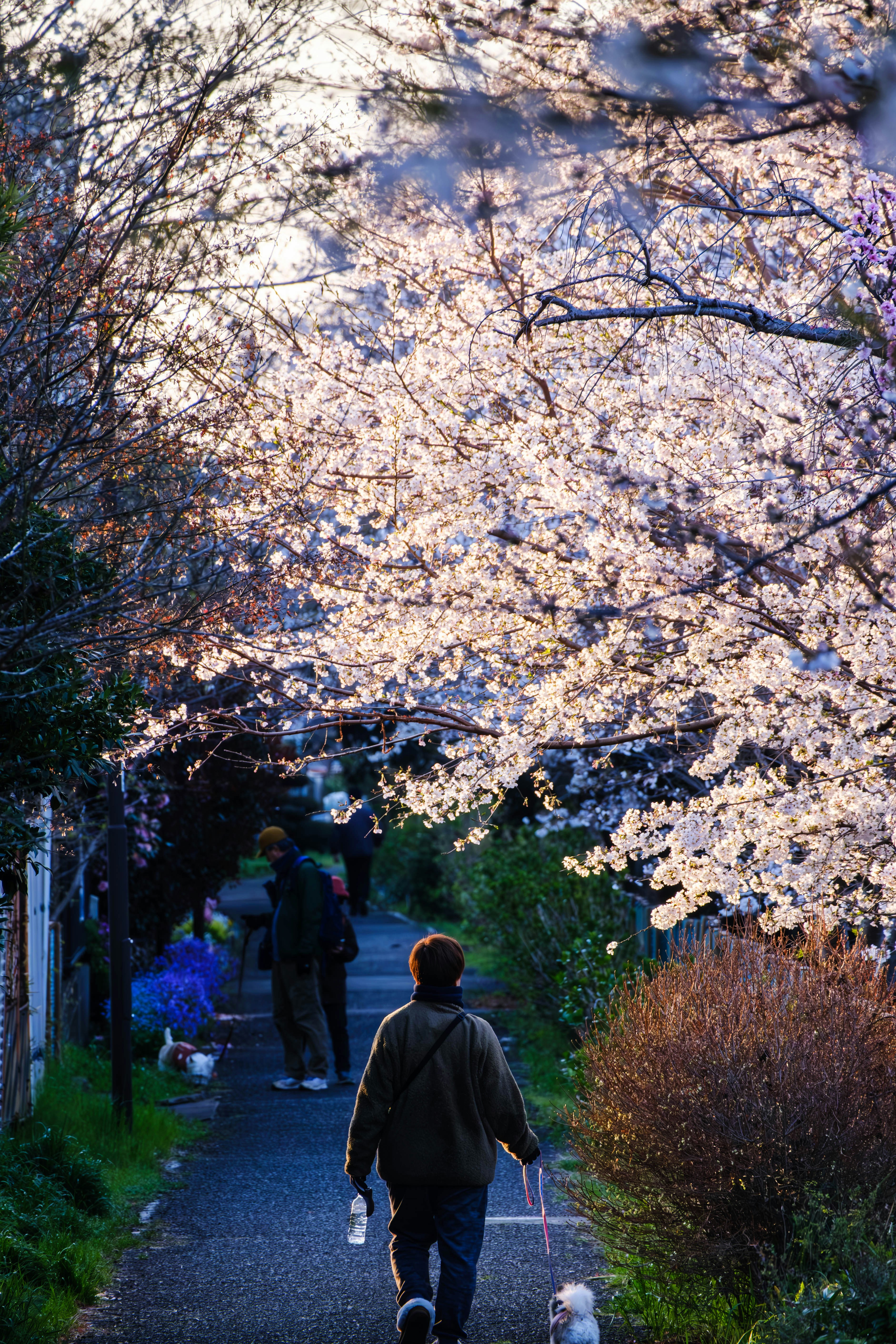 Person walking along a path lined with blooming cherry blossom trees in soft morning light.