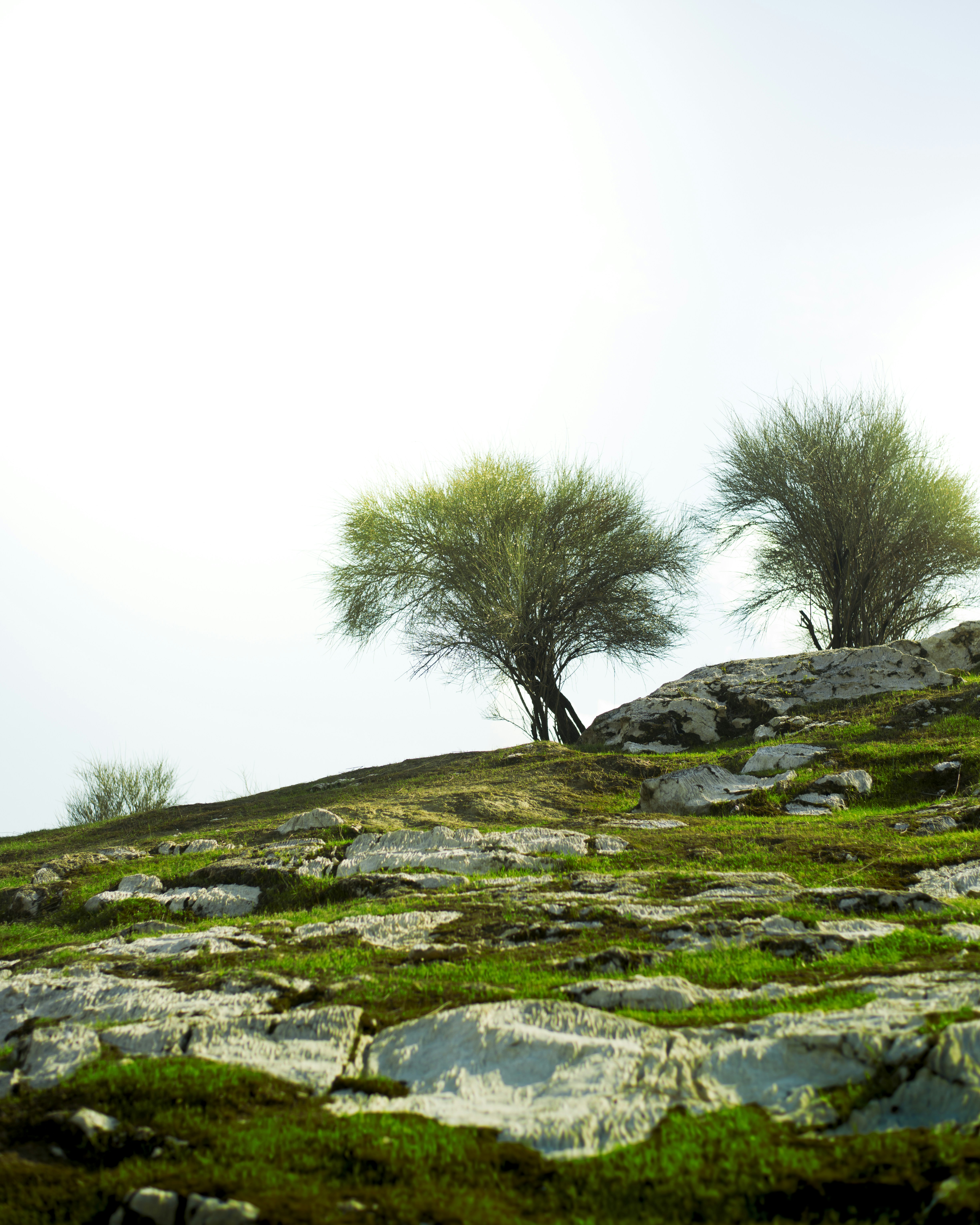 Two Windswept Trees Crown a Rocky, Emerald Slope