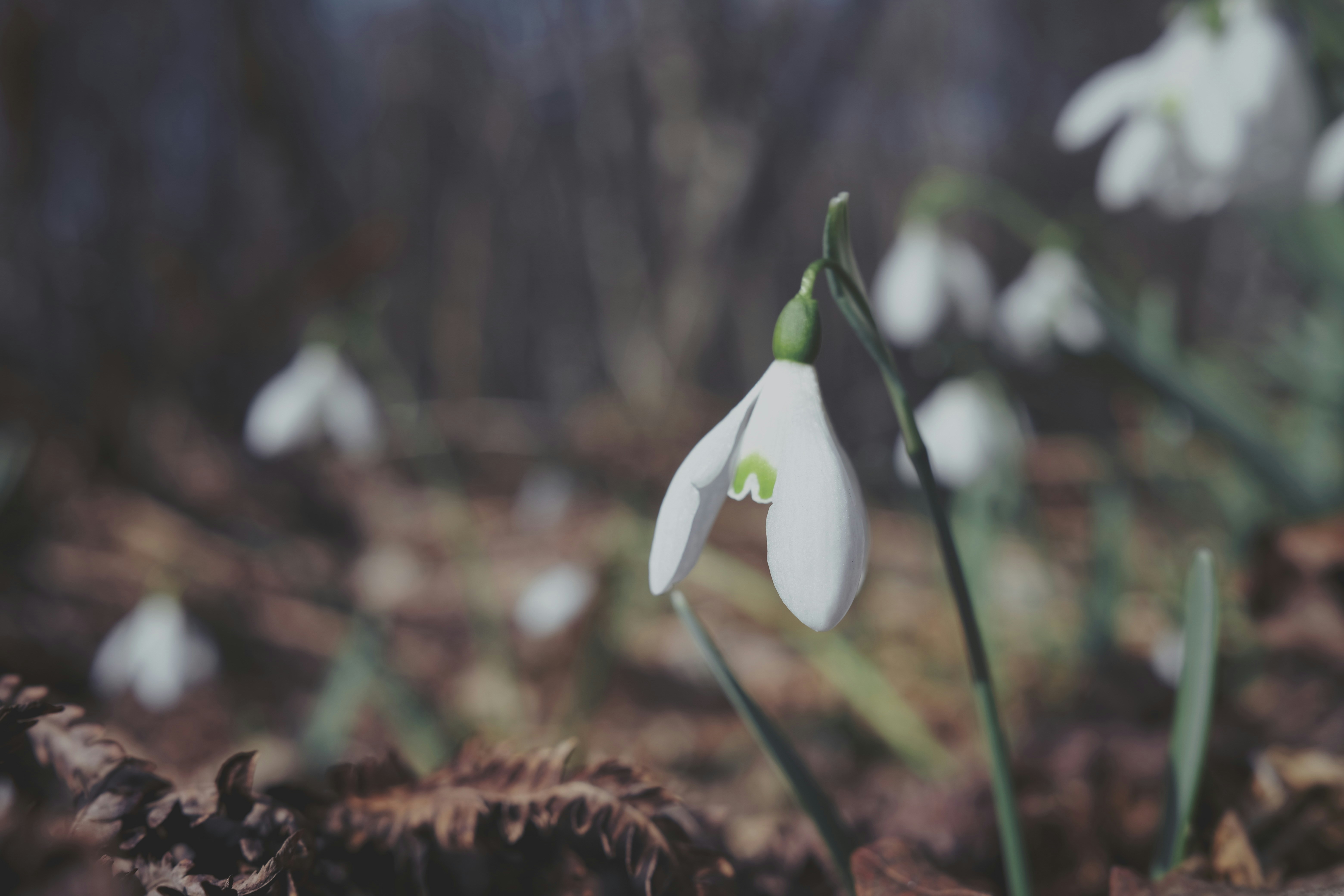 Snowdrop at the Mossy Edge: a Quiet Spring Emerges