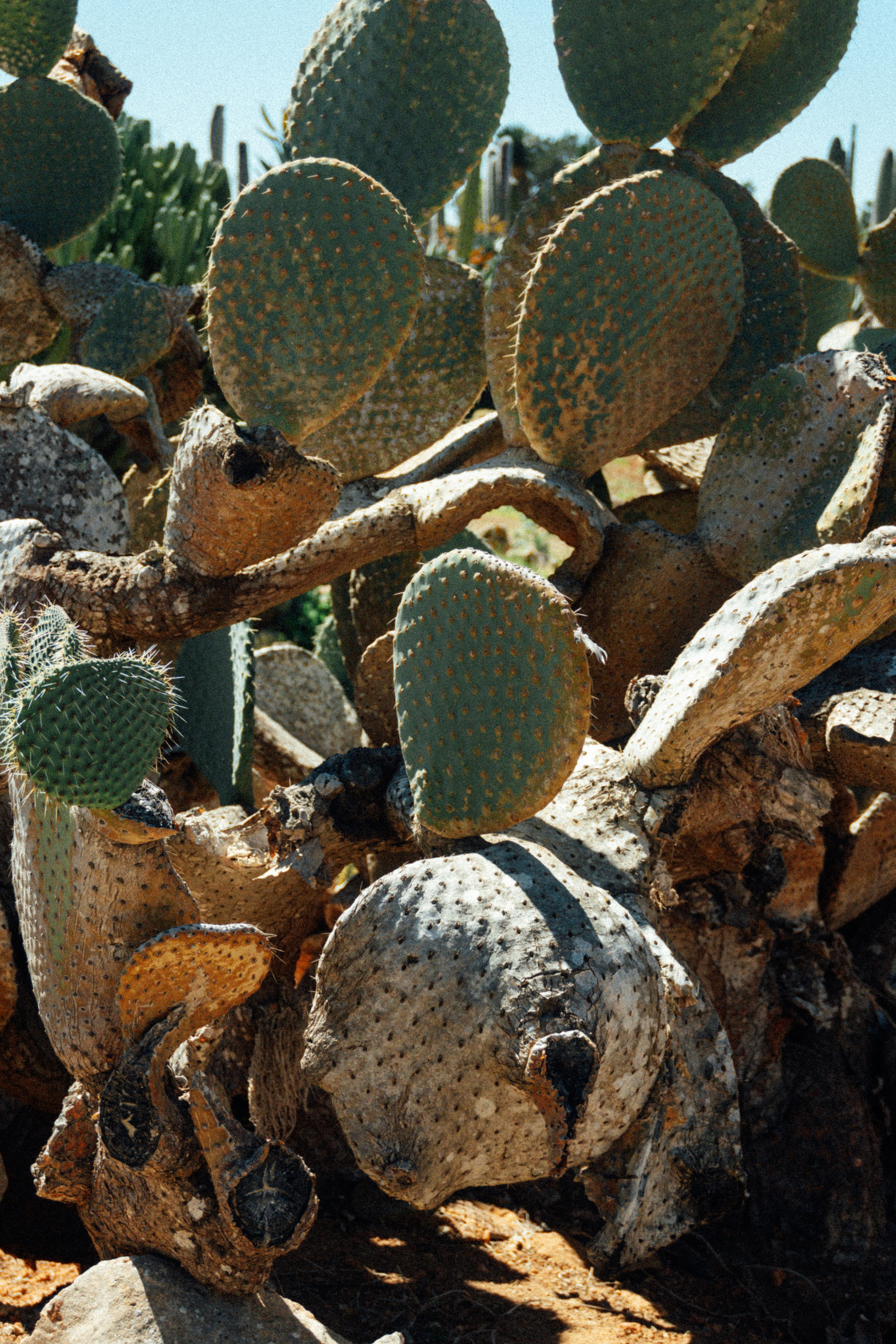 Close-up photograph of prickly pear cactus pads and weathered stems bathed in bright desert light, highlighting rough textures and subtle color variation.