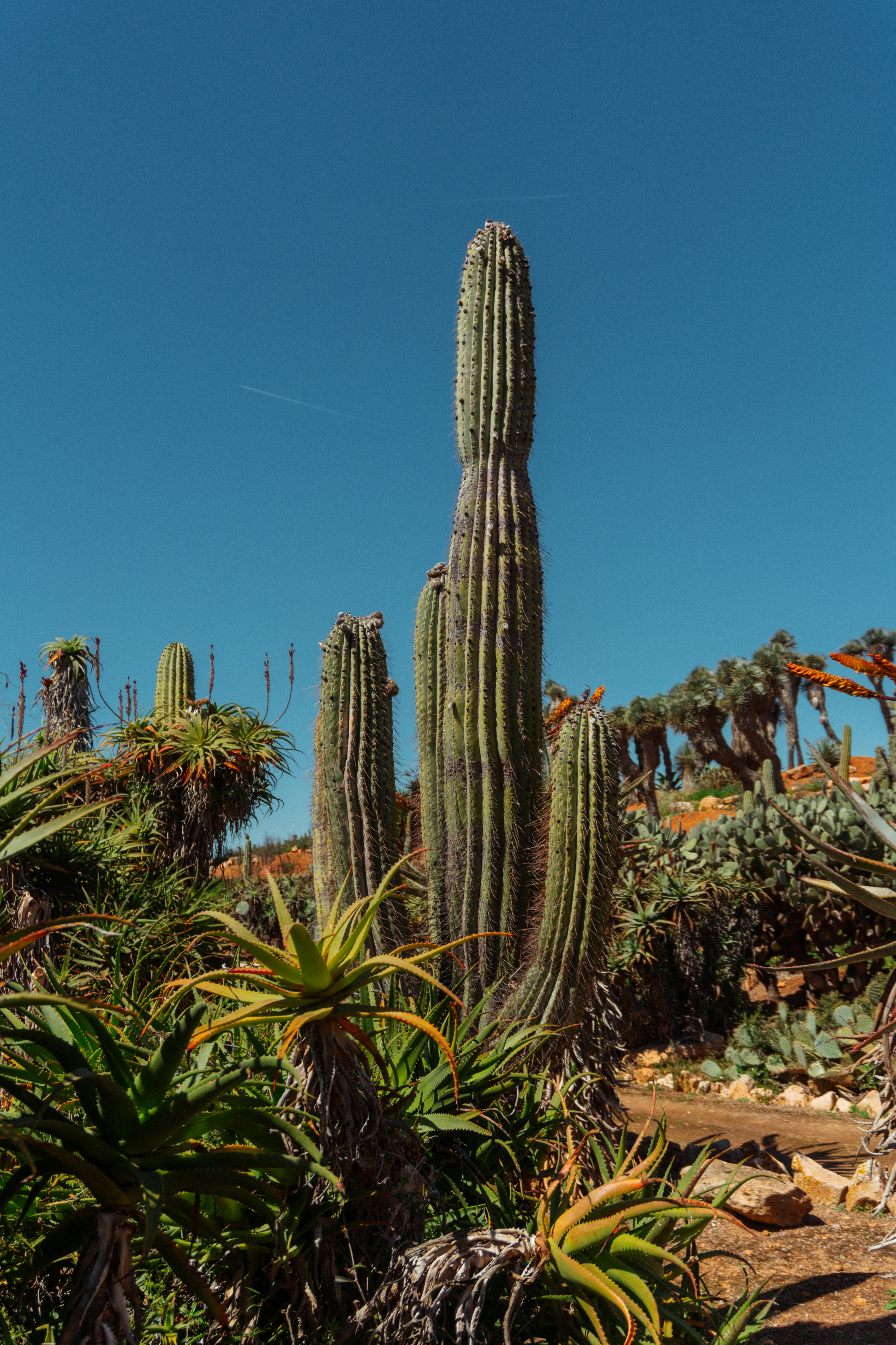 Tall cactus stands proud under a blue sky. photo – Free Cactus Image on ...