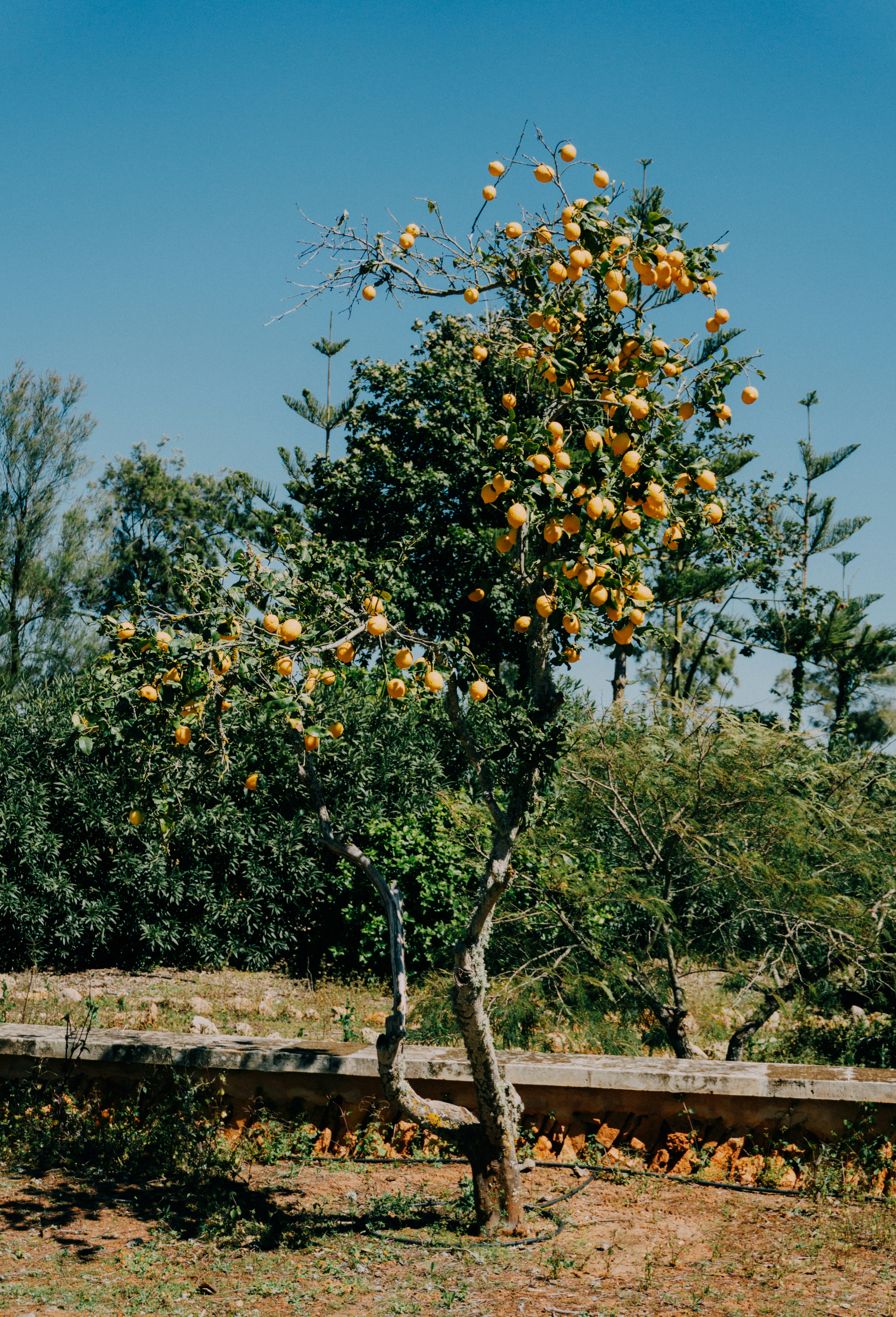 A lemon tree full of yellow fruits. photo – Free Forest Image on Unsplash