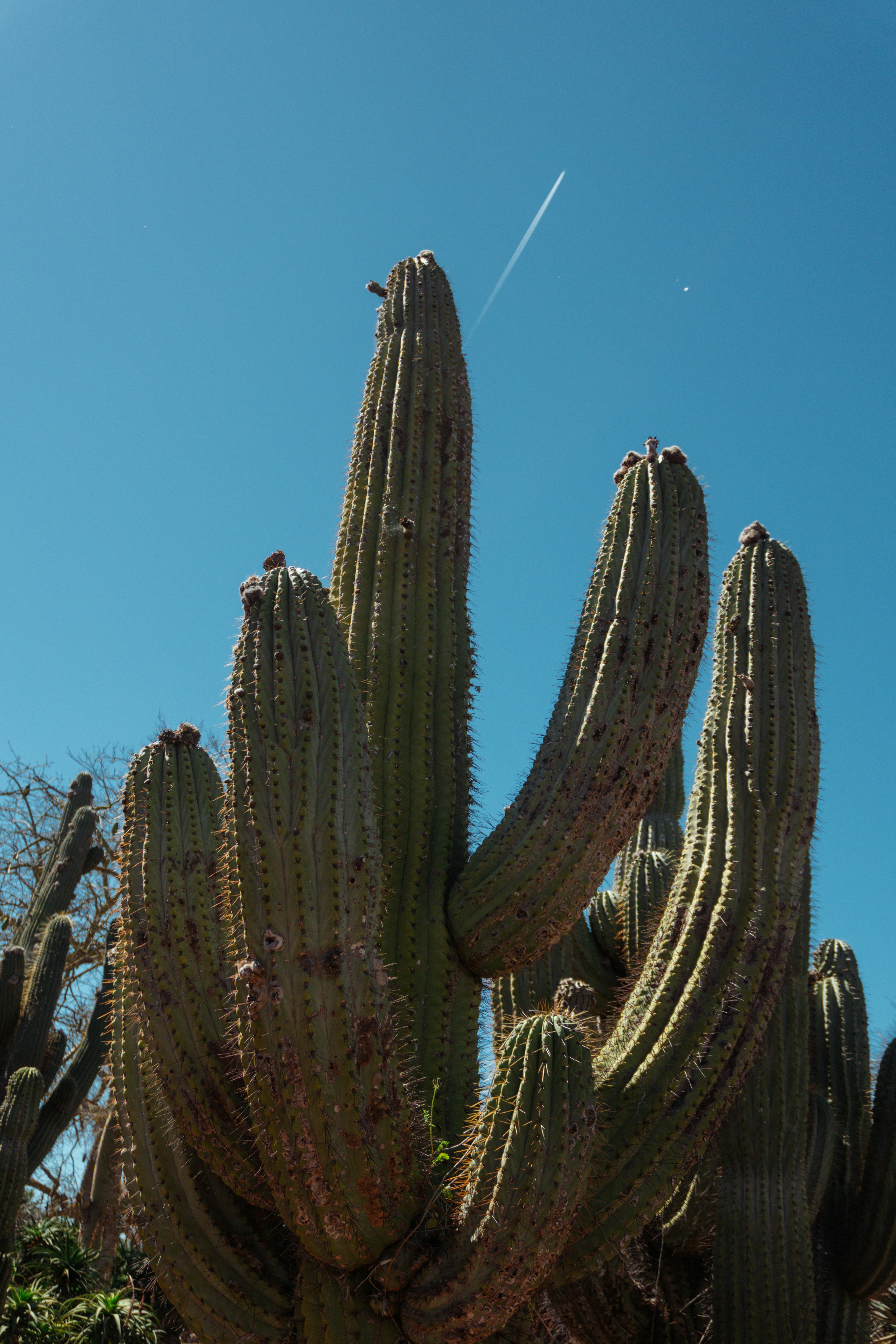 Cactus Colonnade Under a Pristine Desert Sky