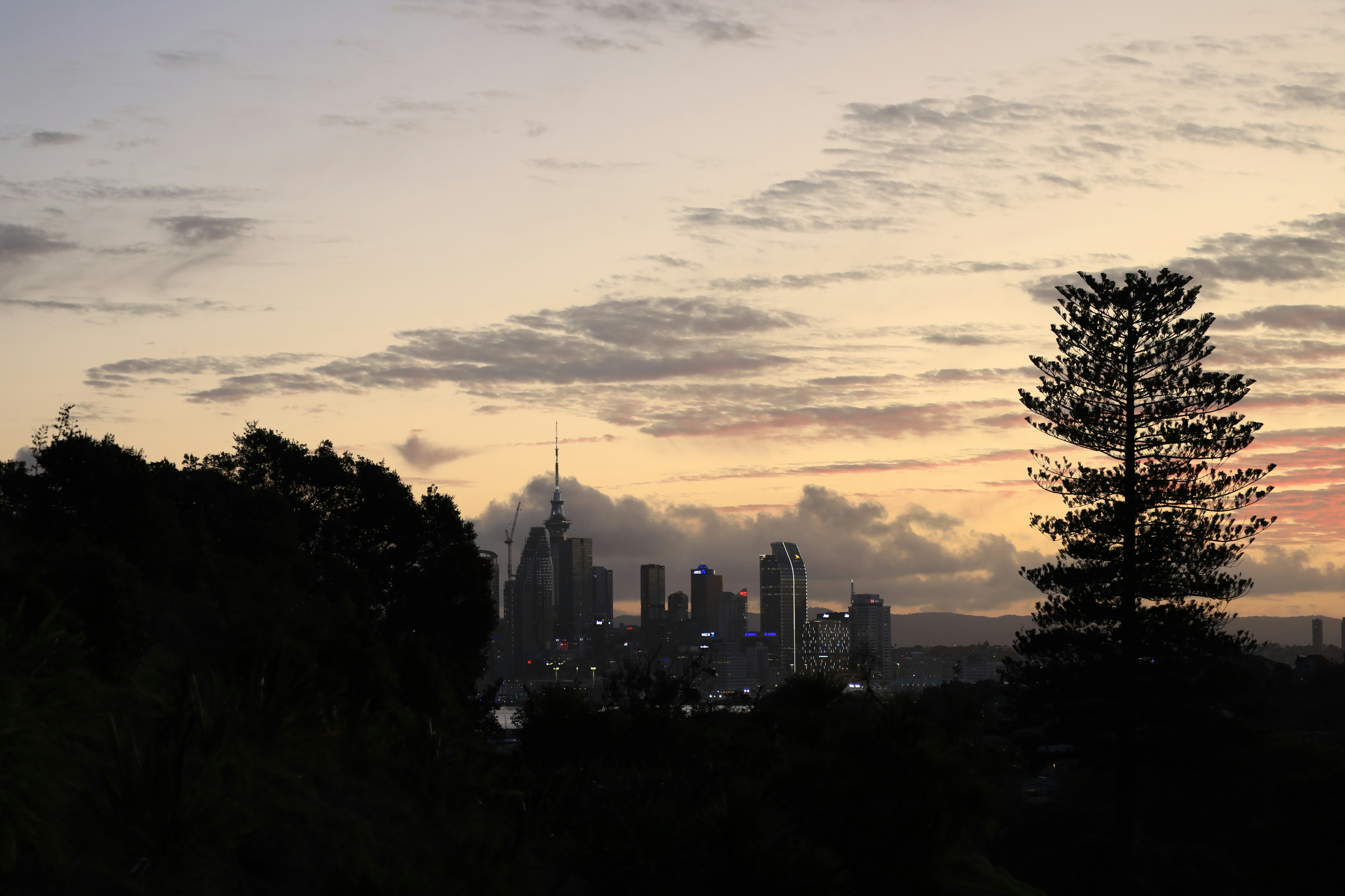 Dusk Over Concrete and Pine: A Quiet City Emerges Beyond Forest Silhouettes
