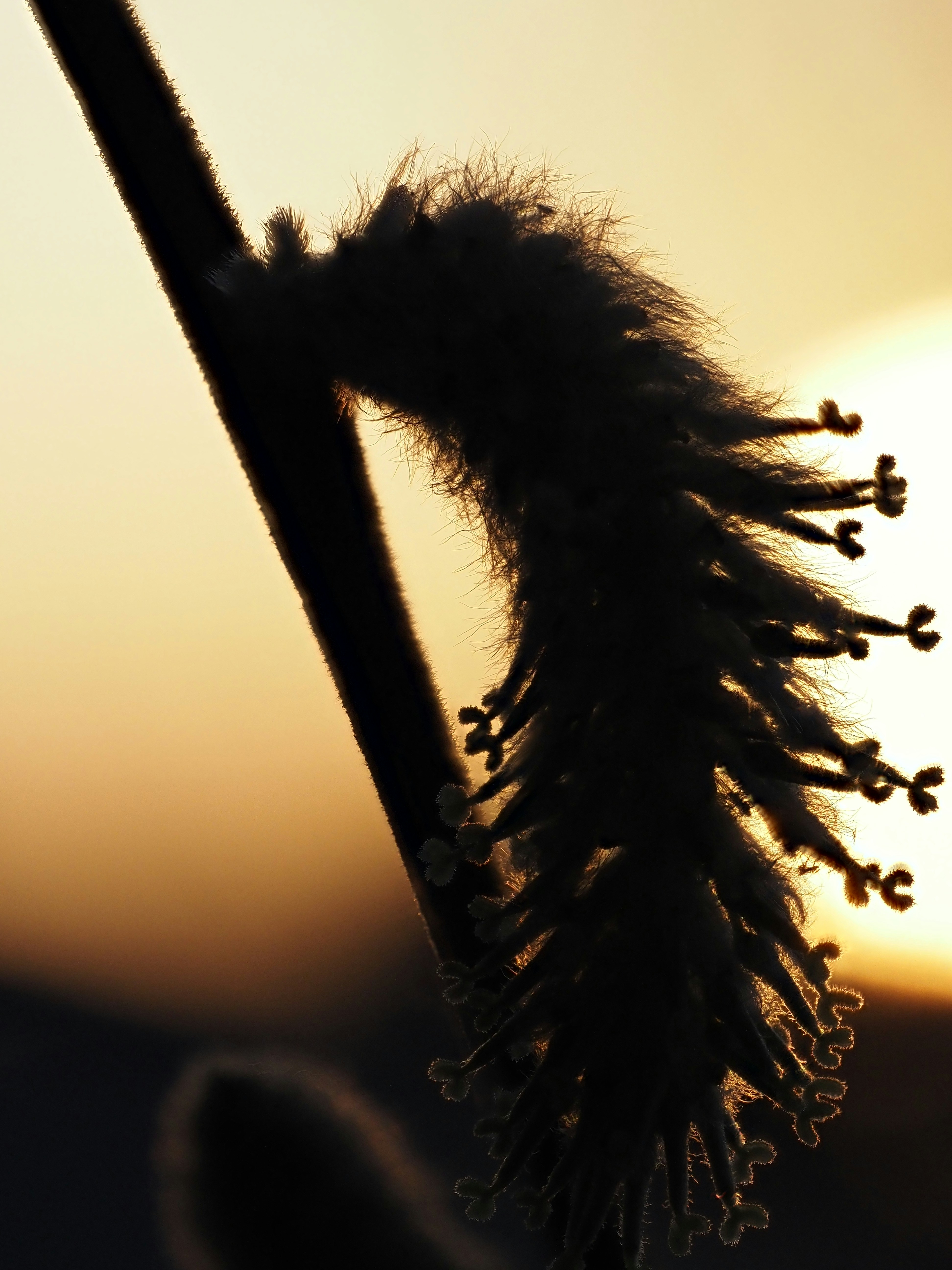 Silhouette of a Coastal Flutter: Sunset Coneflower in Focus