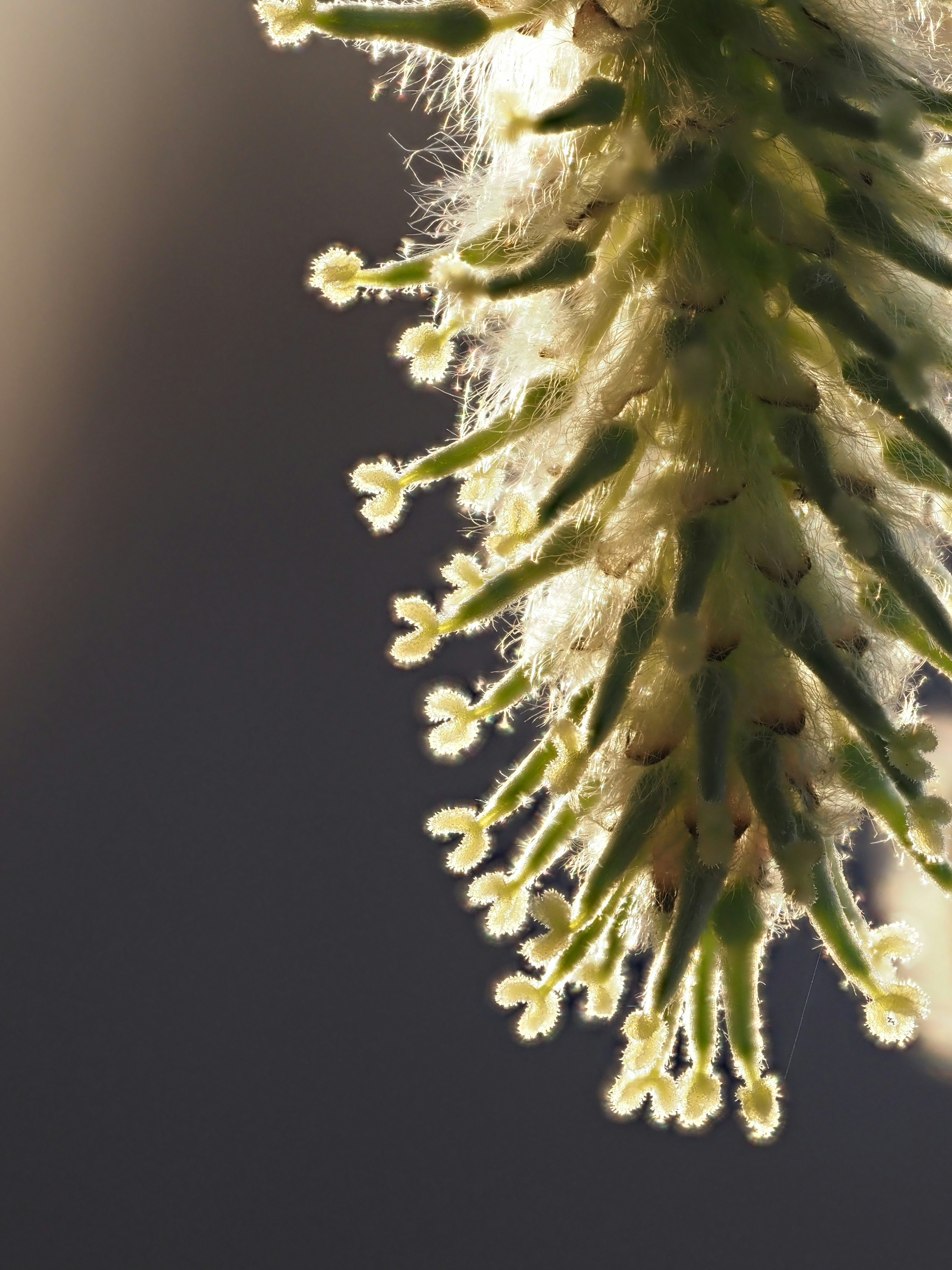 Backlit Fuzz: A Close-Up of a Green Catkin with Golden Edges