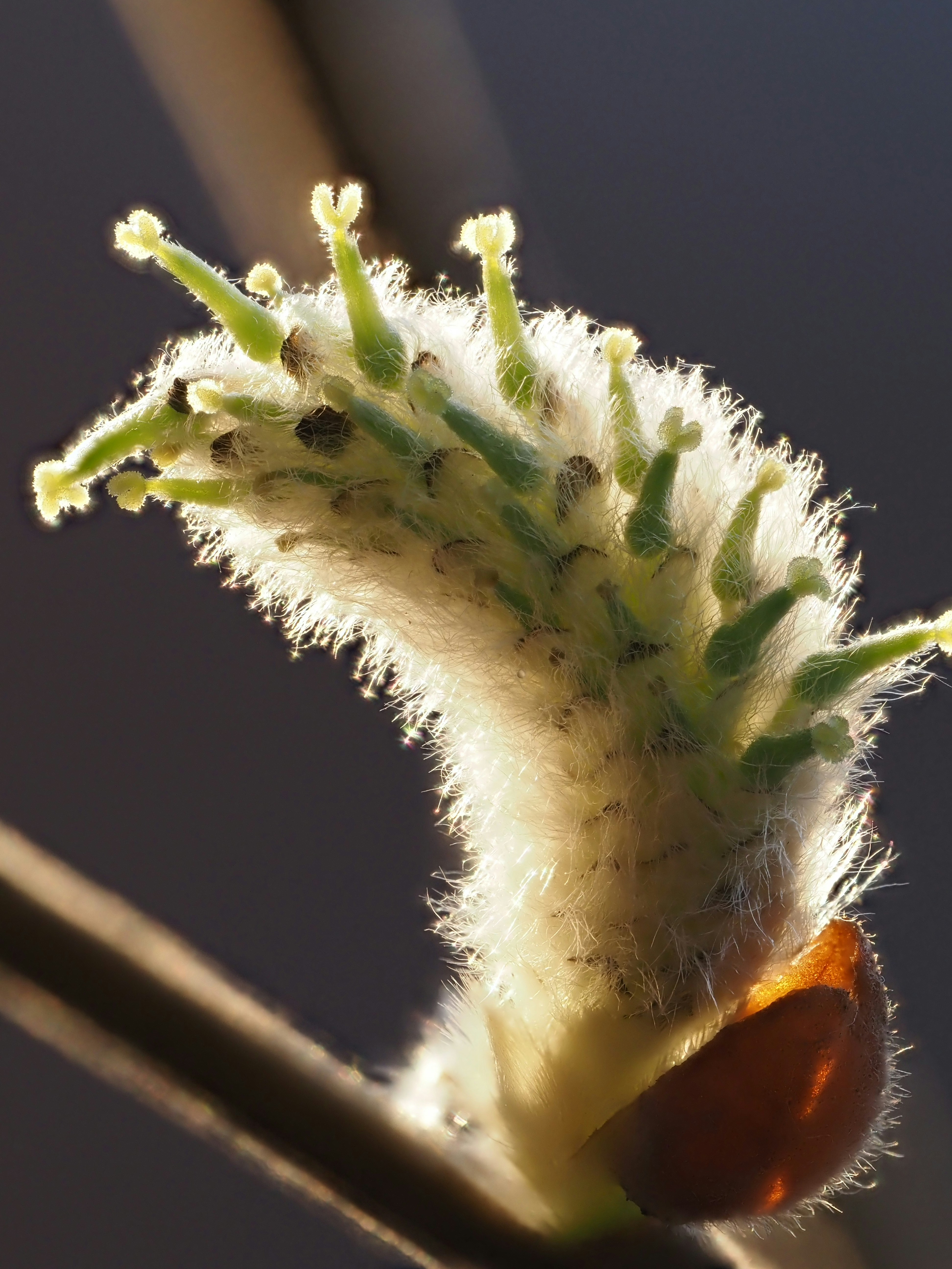 A fuzzy pollen bud is in full bloom. photo – Free Flower Image on Unsplash