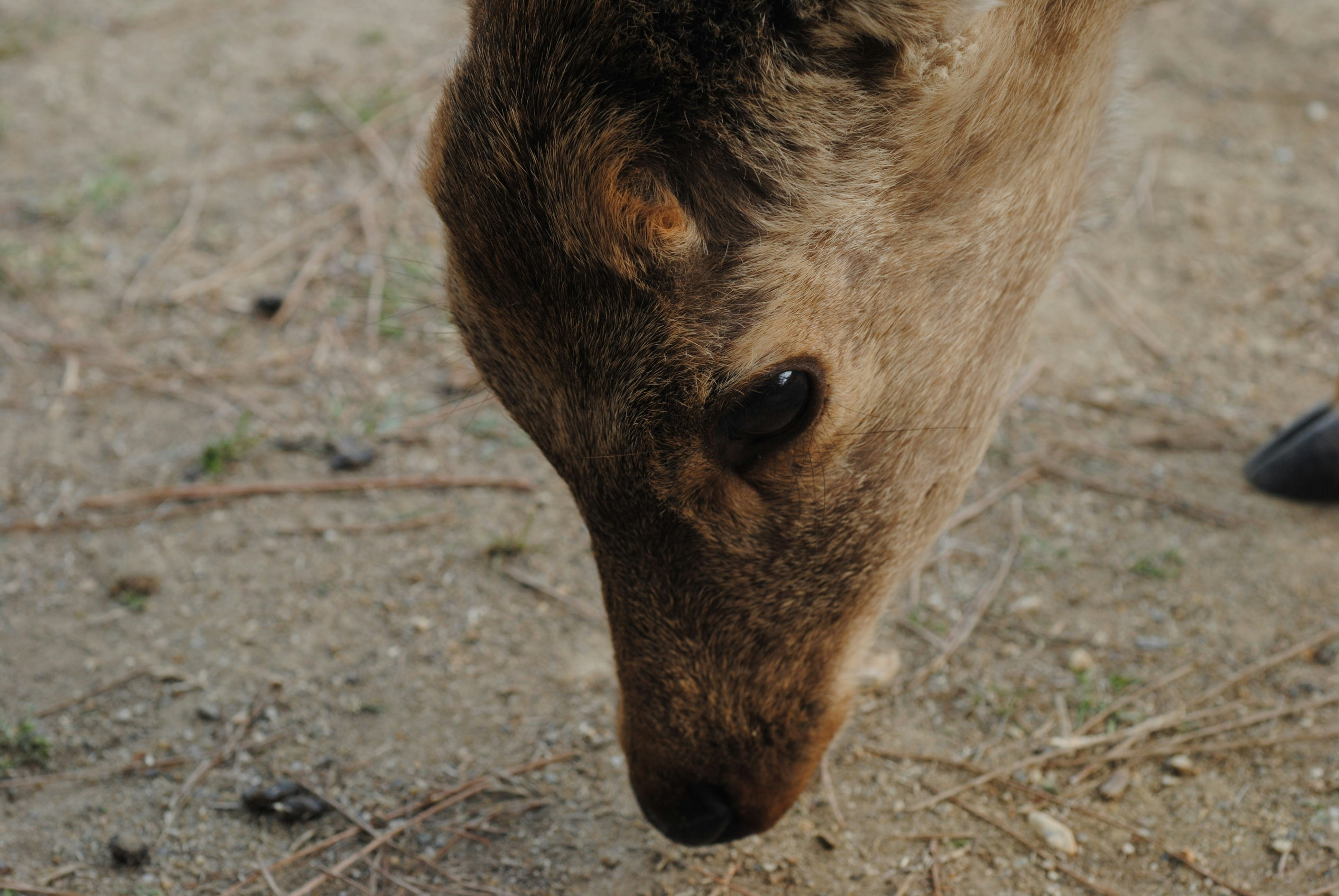 Dusty Nuzzle: Intimate Close-Up of a Horse at Ground Level