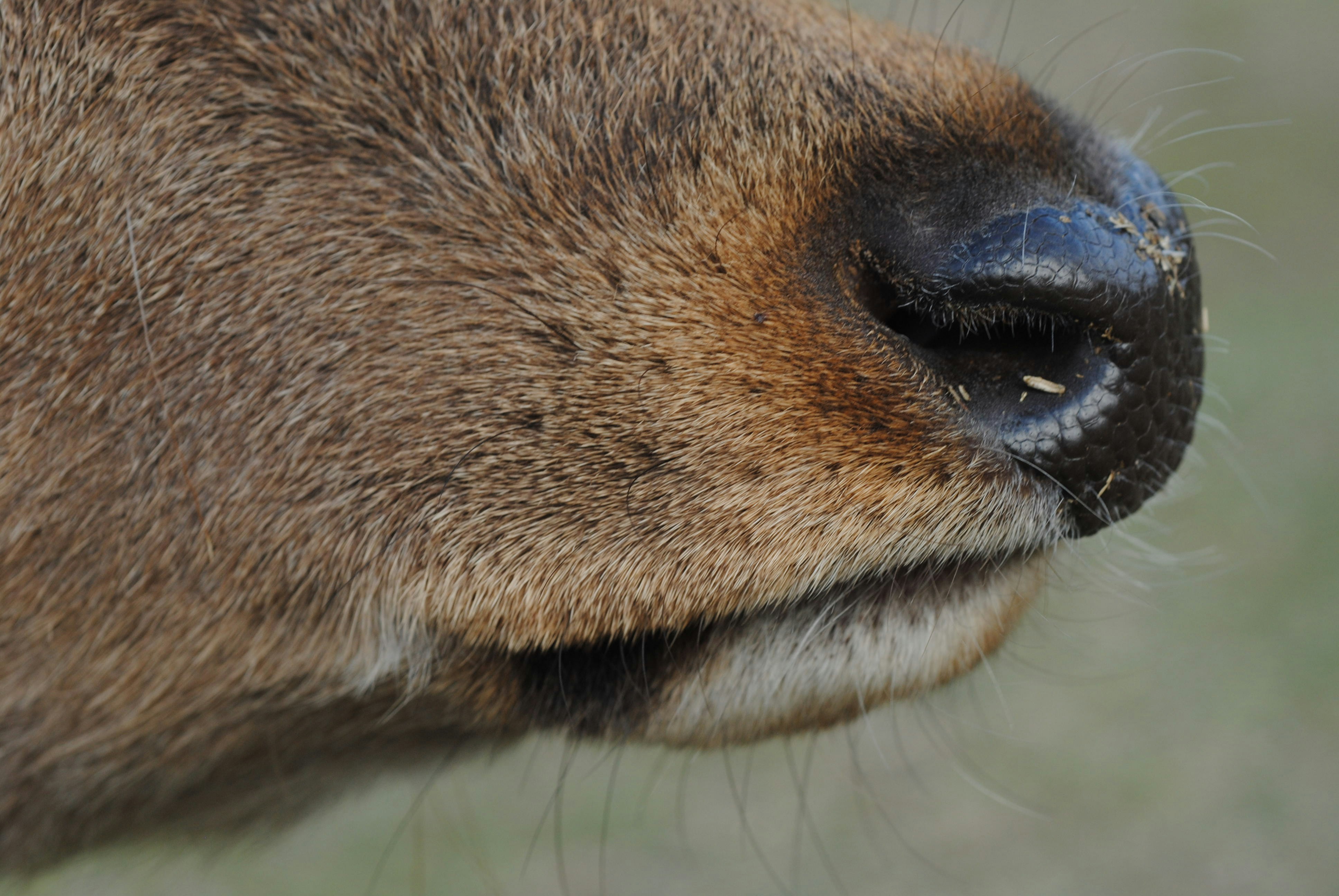 Close-up of a deer’s nose, showcasing intricate textures and natural colors. The image highlights the animal's delicate features and connection to its environment.