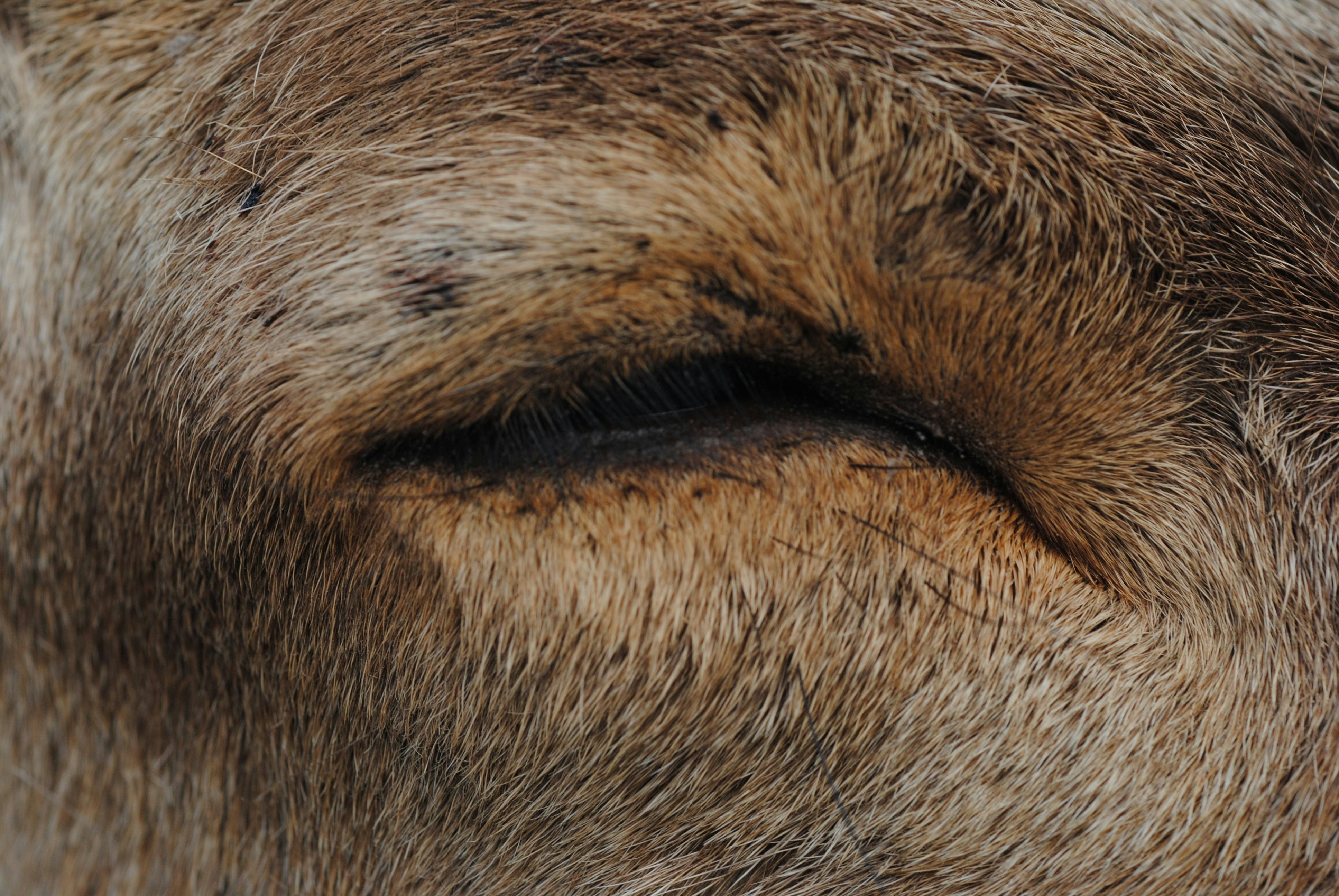 Closed eye of a furry animal.