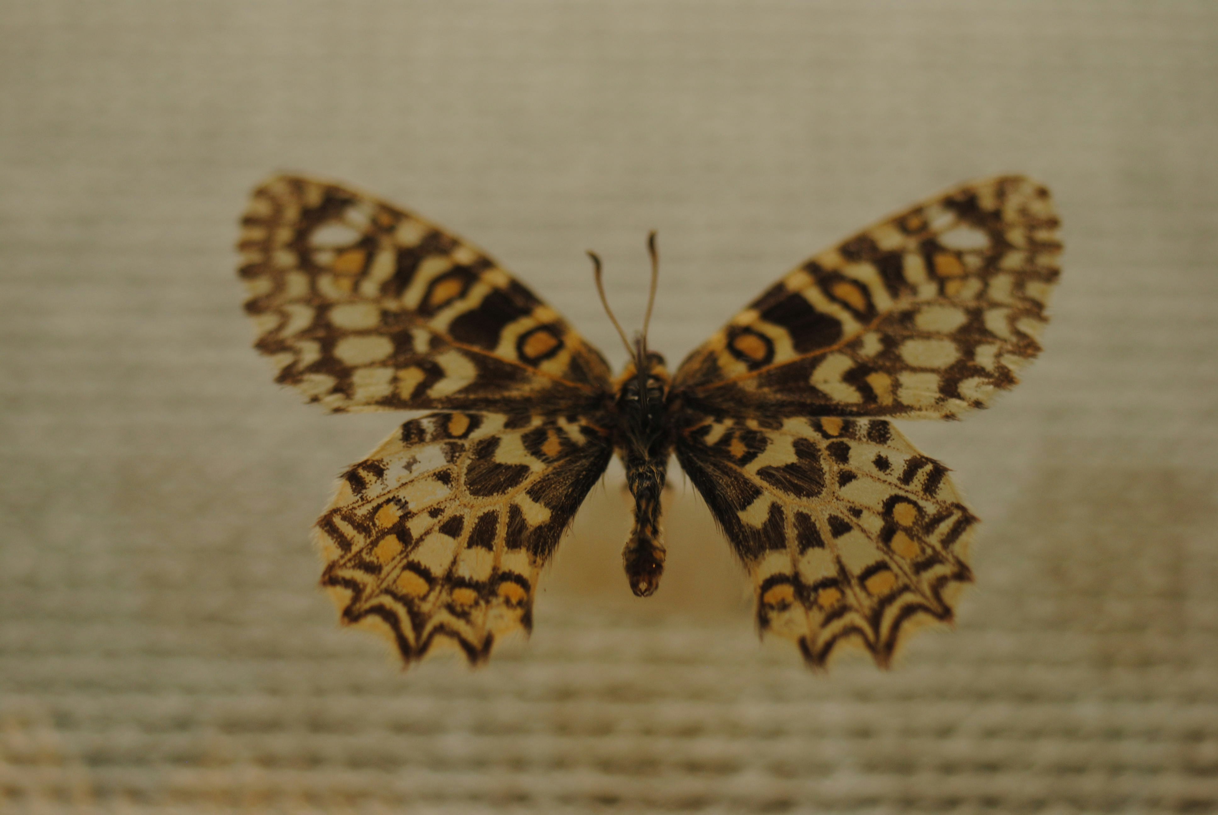 Winged Mosaic: Patterned butterfly against a woven linen backdrop