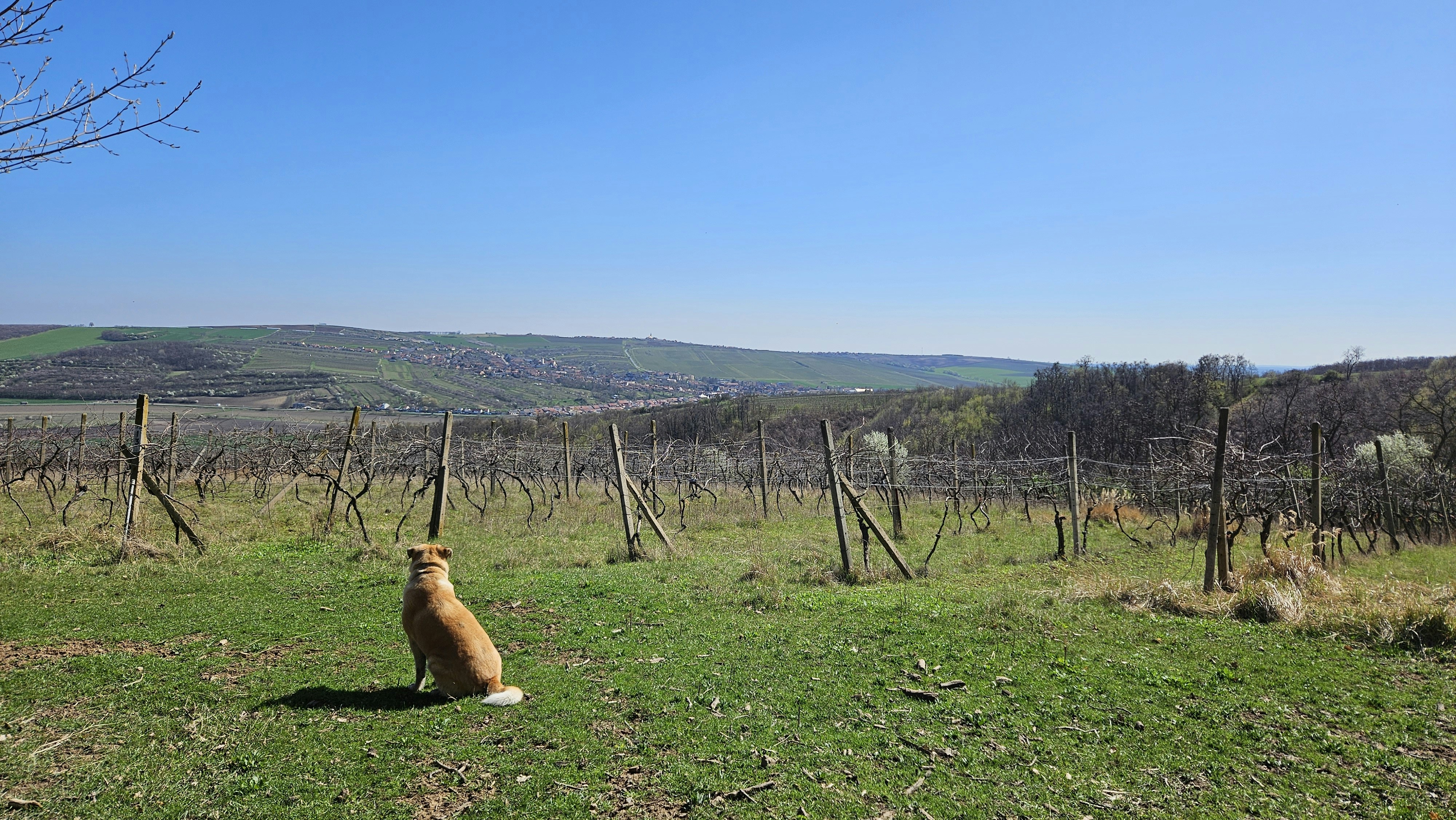 Golden Watchdog in a Quiet Hill Vista