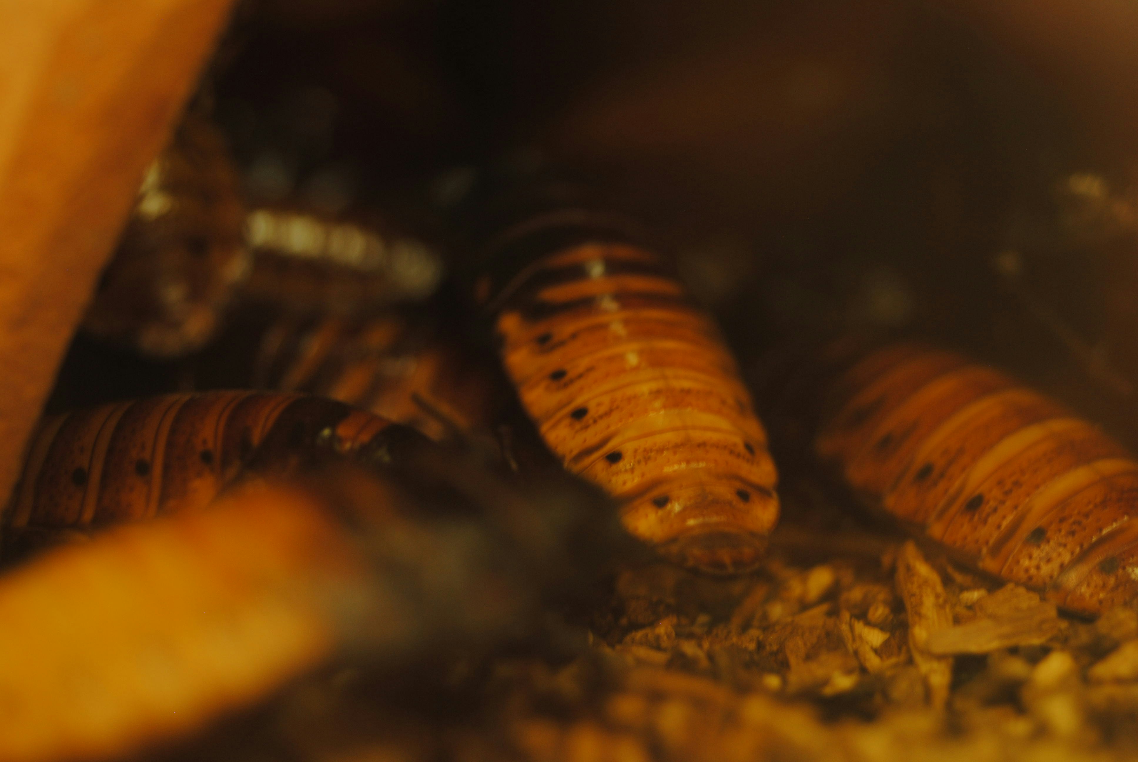 Amber-Striped Larvae in a Shadowed Microhabitat