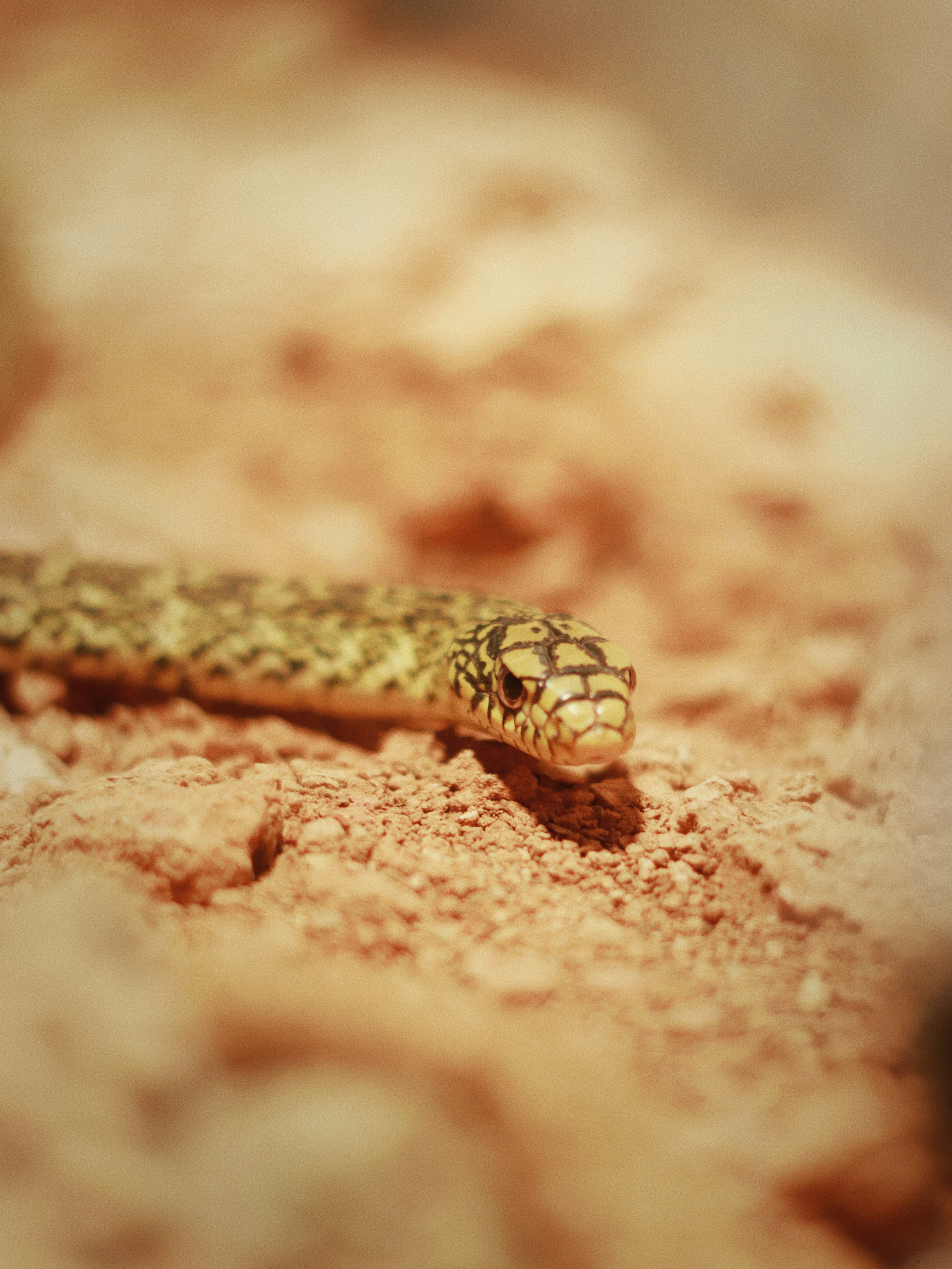 Desert-Patterned Viper: A Close Encounter with Heat-Hazed Sand