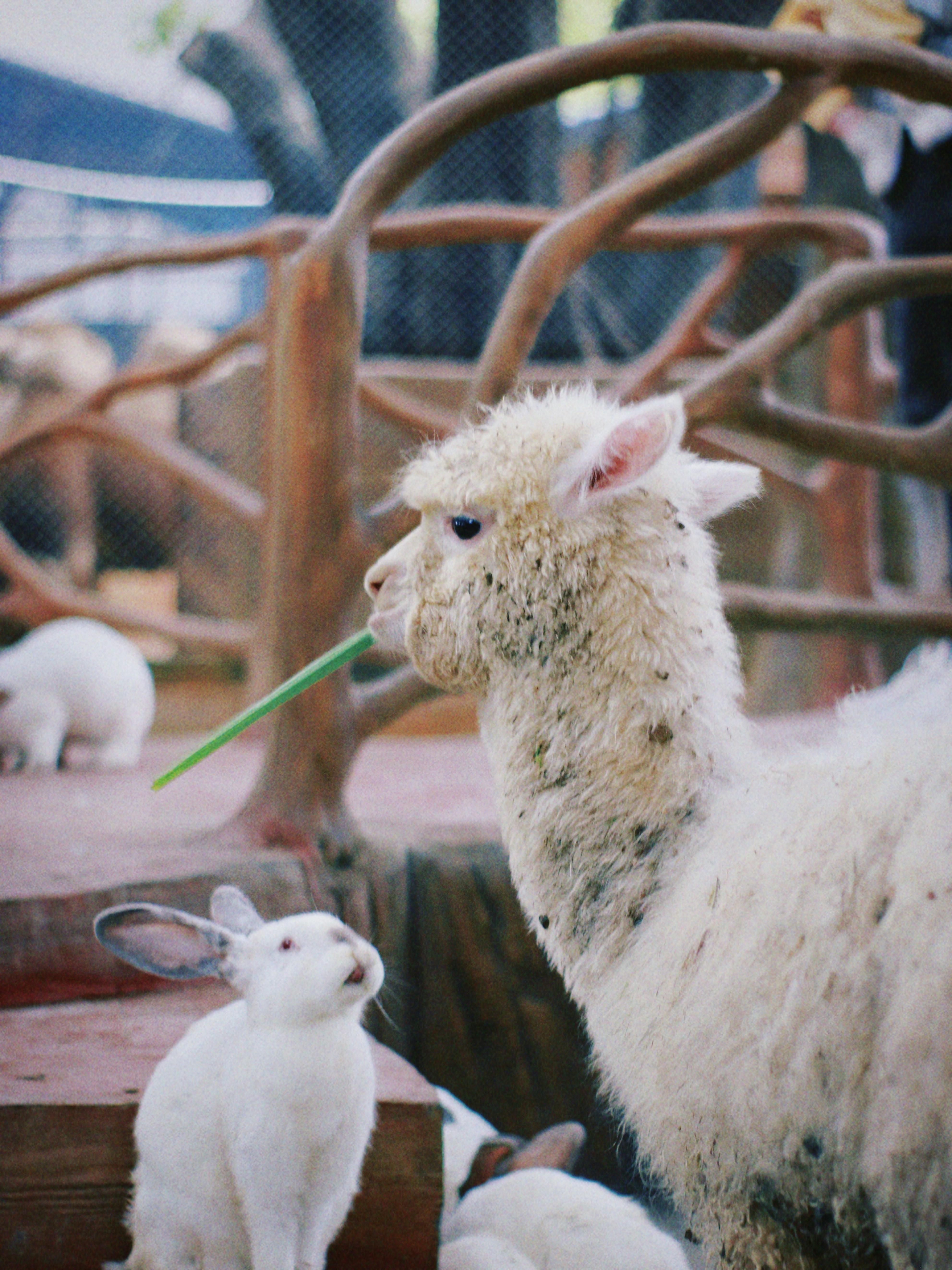 An alpaca eats grass with curious rabbits nearby.
